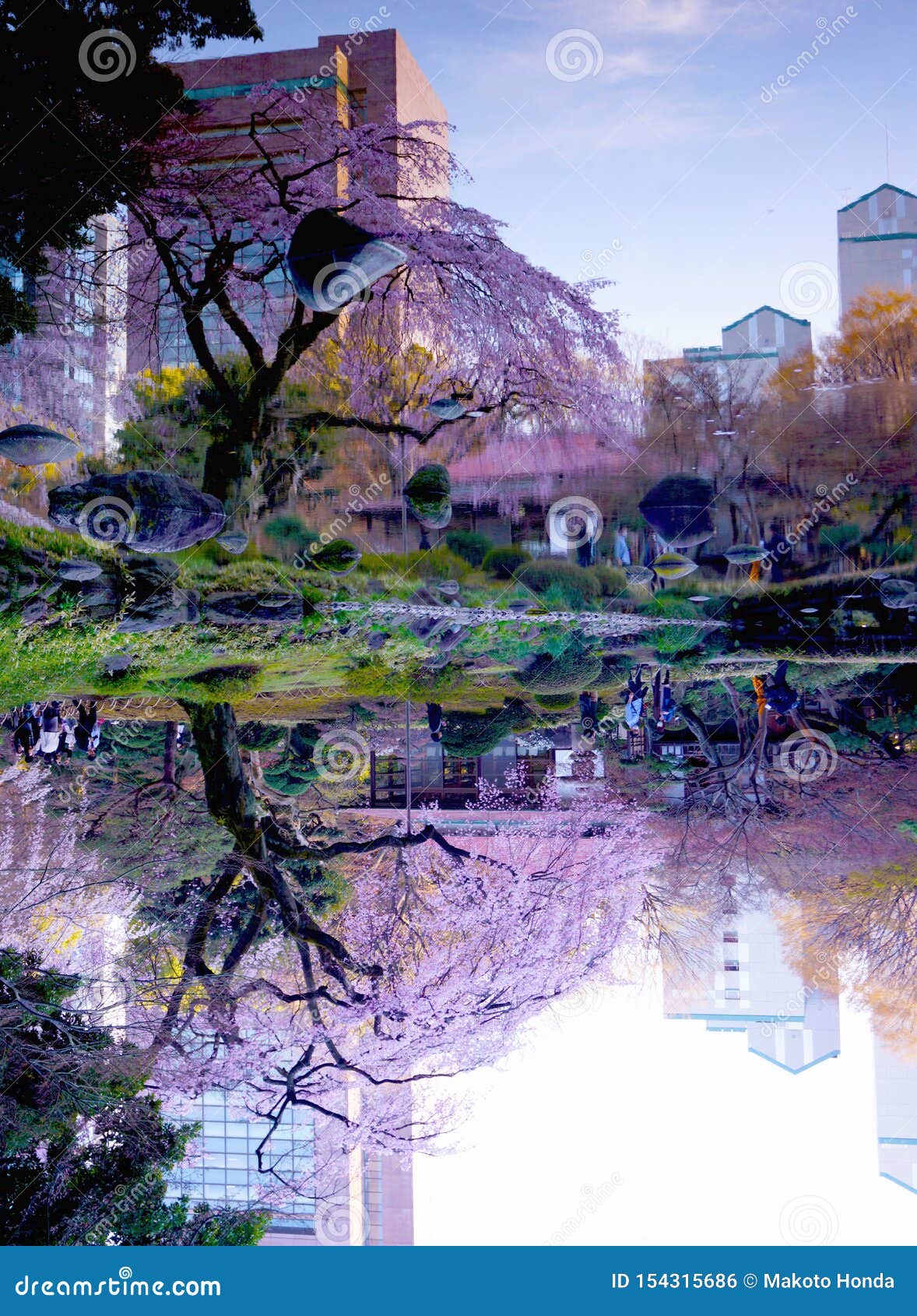 Cherry Large Tree Reflected on the Surface of the Water Stock Photo ...