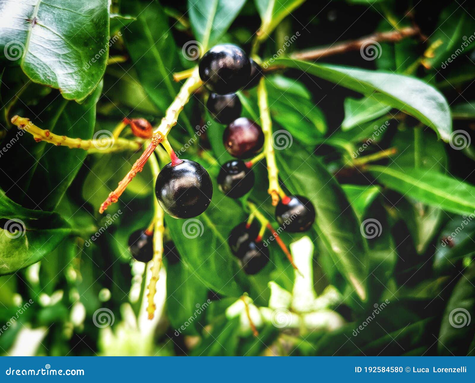 Cherry Laurel Berry Plant Photography Background Stock Photo - Image of ...