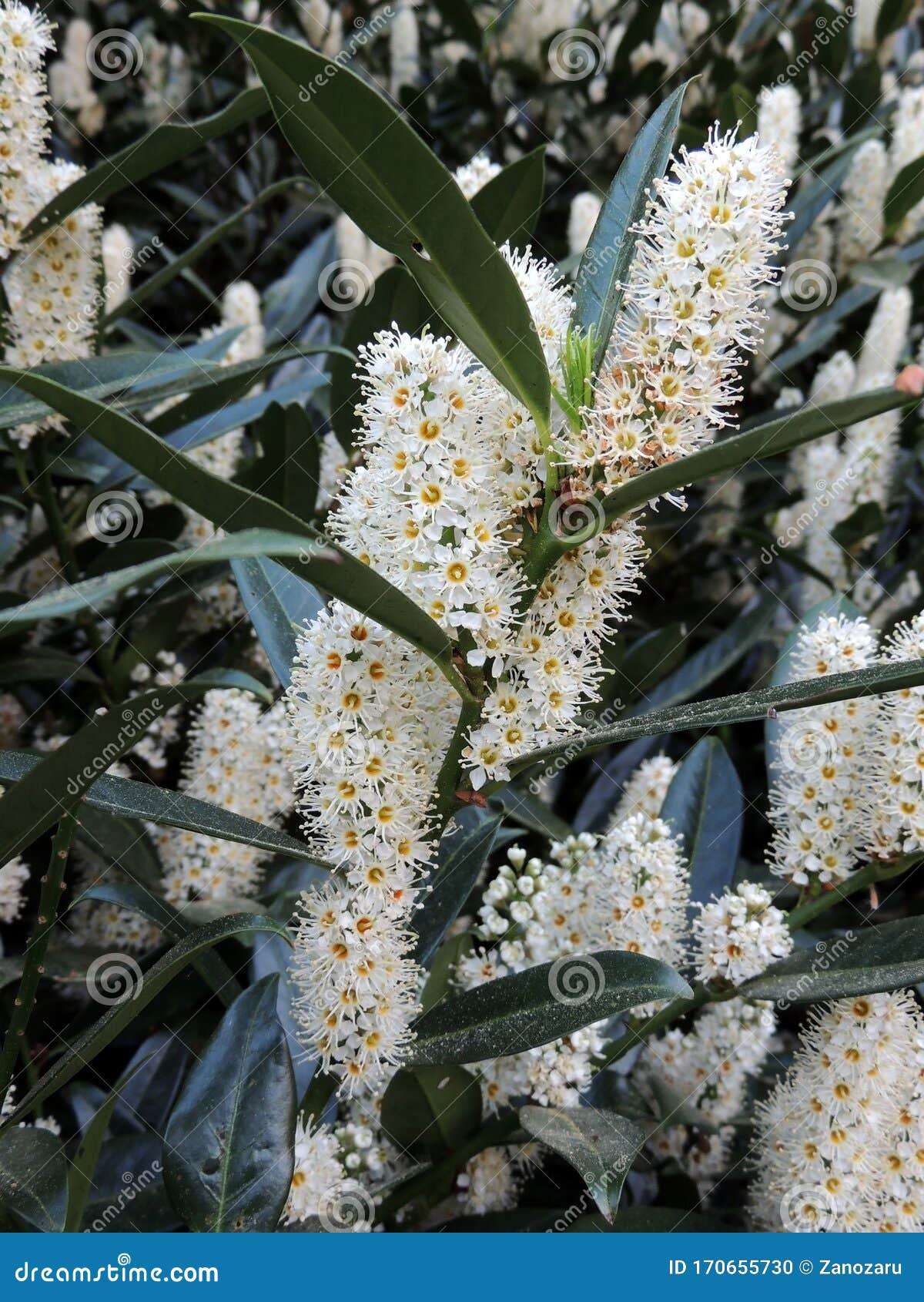 Cherry Laurel, Common Laurel, English Laurel Stock Photo - Image of ...