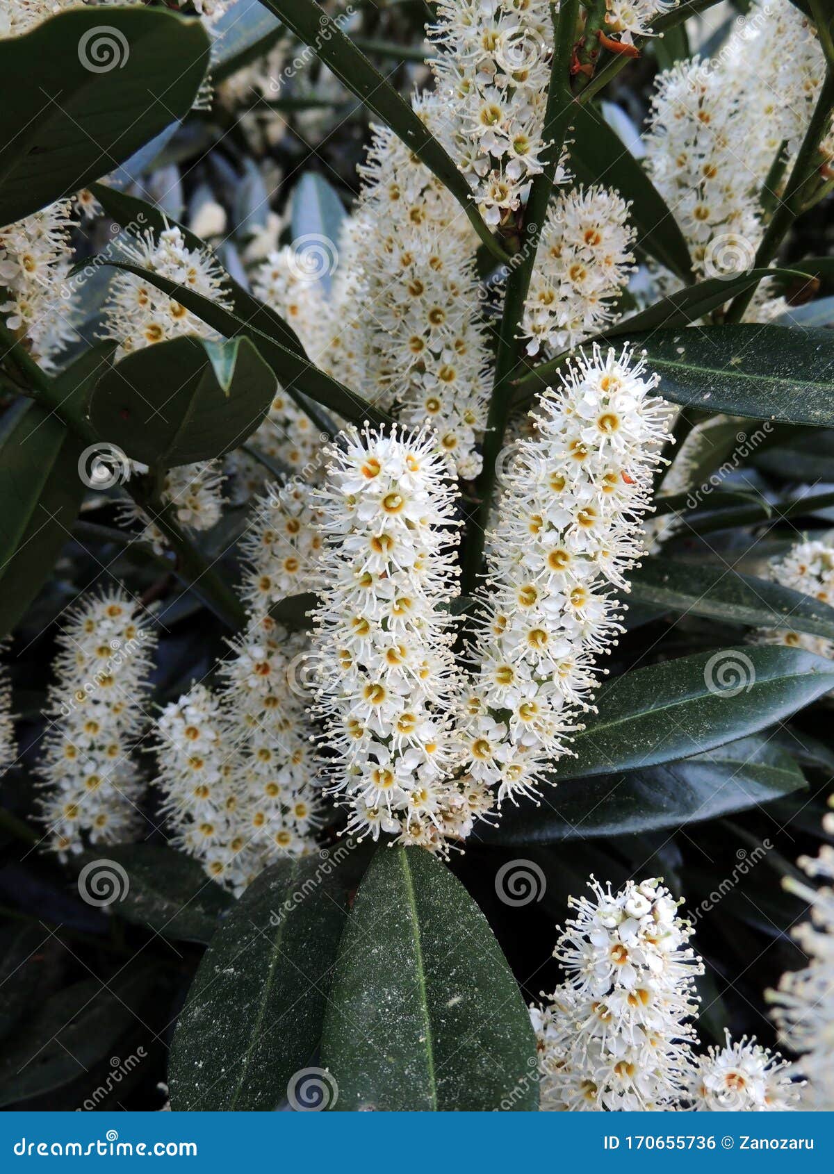 Cherry Laurel, Common Laurel, English Laurel Stock Photo - Image of ...
