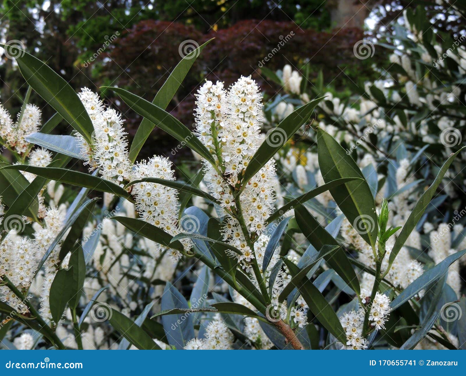 Cherry Laurel, Common Laurel, English Laurel Stock Image - Image of ...