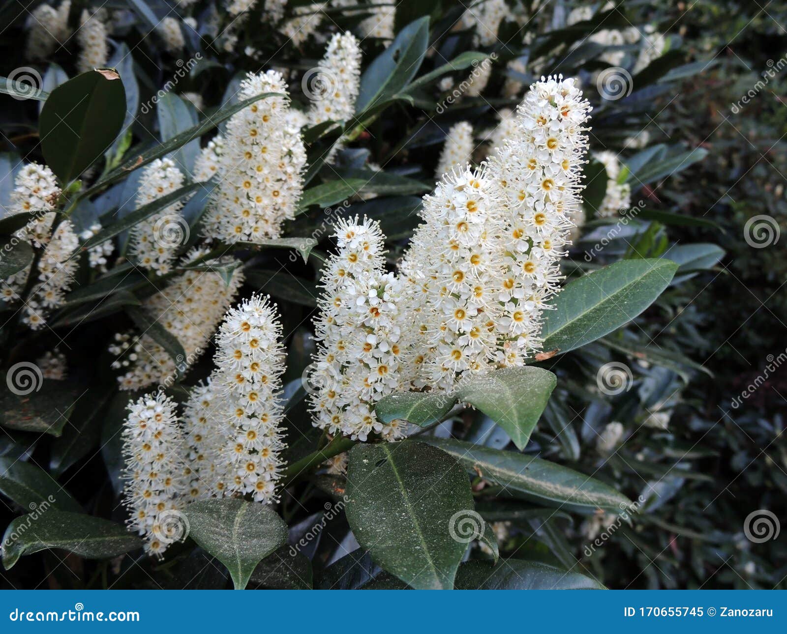 Cherry Laurel, Common Laurel, English Laurel Stock Image - Image of ...