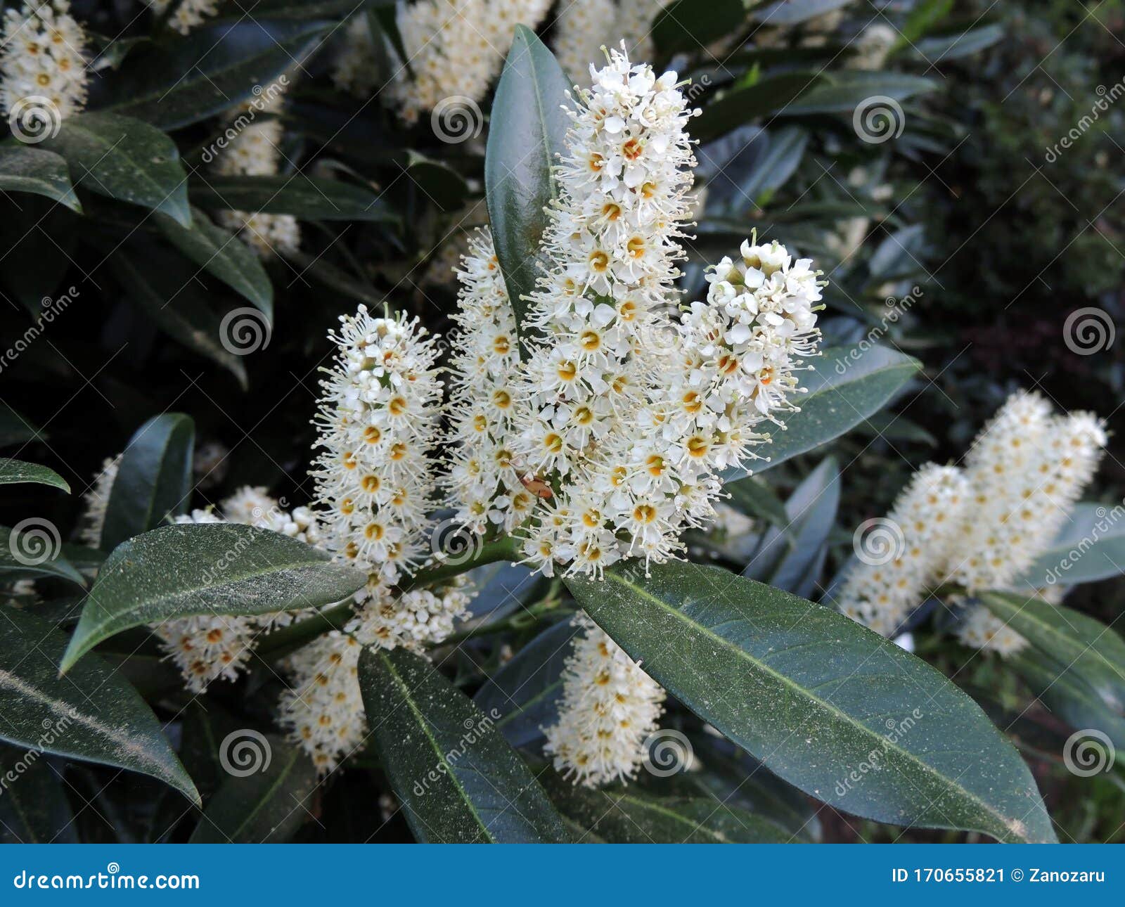 Cherry Laurel, Common Laurel, English Laurel Stock Image - Image of ...