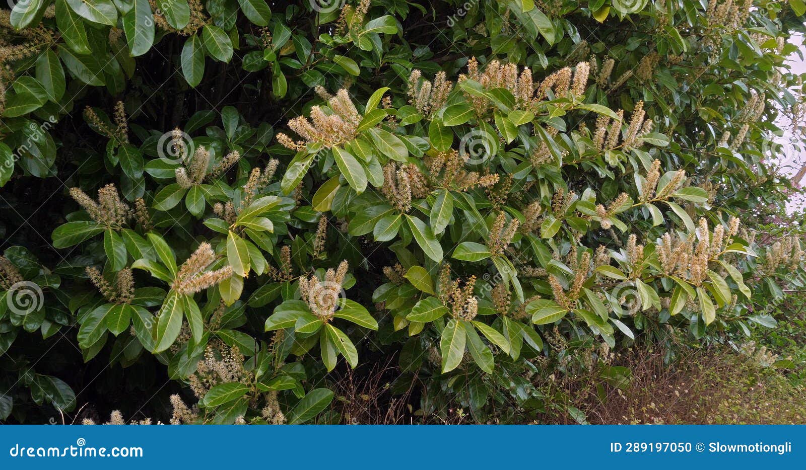 Cherry Laurel or Laurel Cherry, Prunus Laurocerasus, Blooming Tree in ...