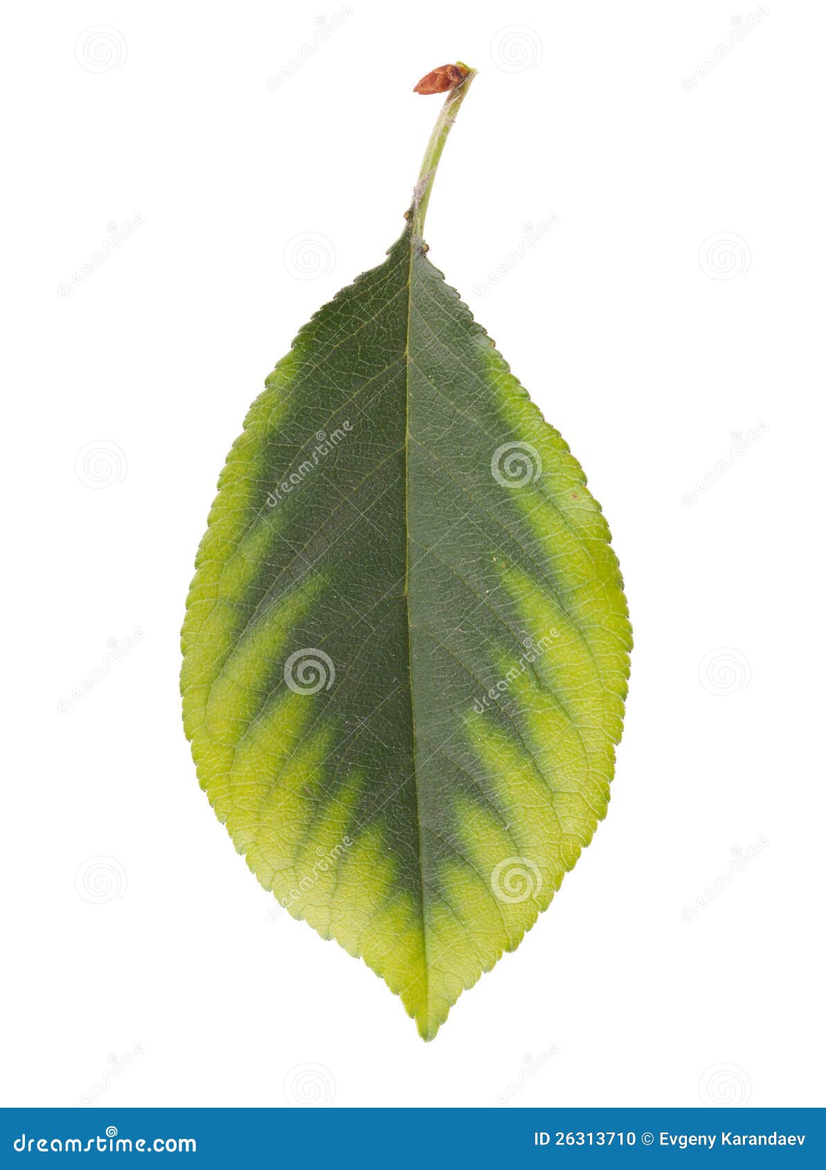 Cherry leaf stock photo. Image of nature, organic, botany - 26313710