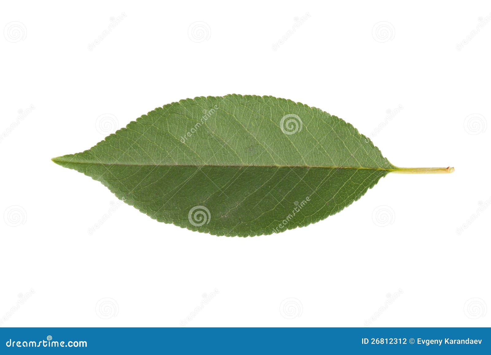 Cherry leaf stock photo. Image of herbal, environment - 26812312