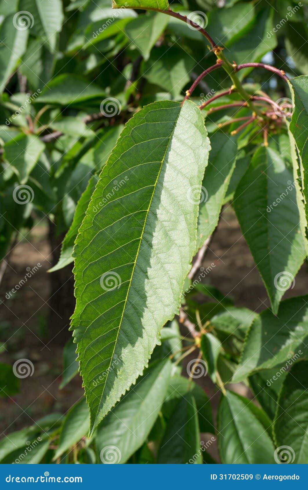 Cherry leaf stock image. Image of blossom, green, cherry - 31702509