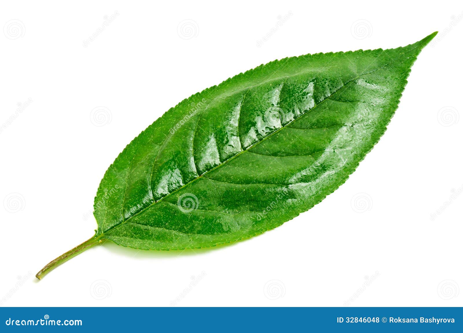 Cherry leaf stock photo. Image of growth, beautiful, berry - 32846048