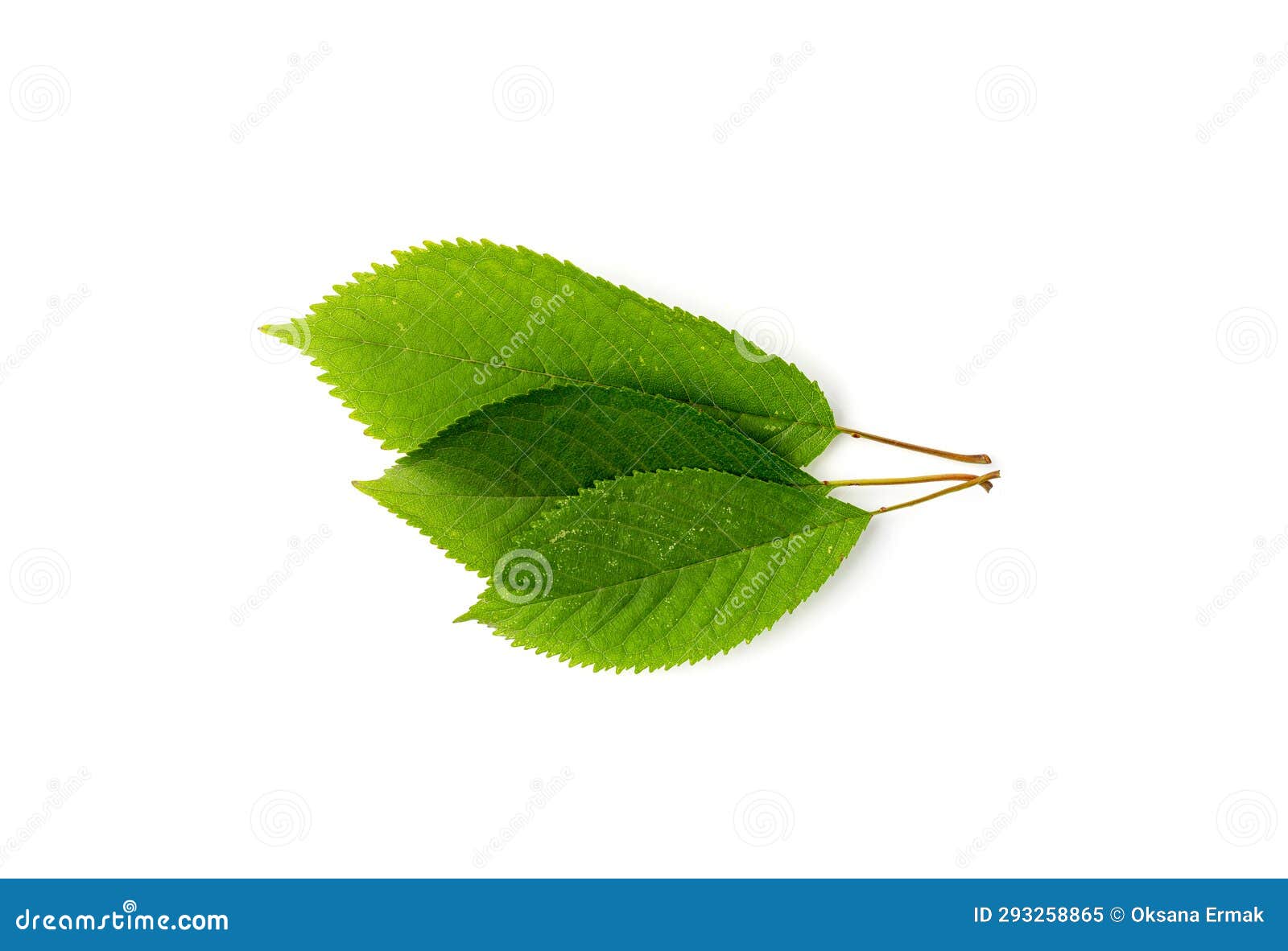 Cherry Leaf Isolated, Green Fruit Leaves, Cherry Tree Leaf Stock Image ...