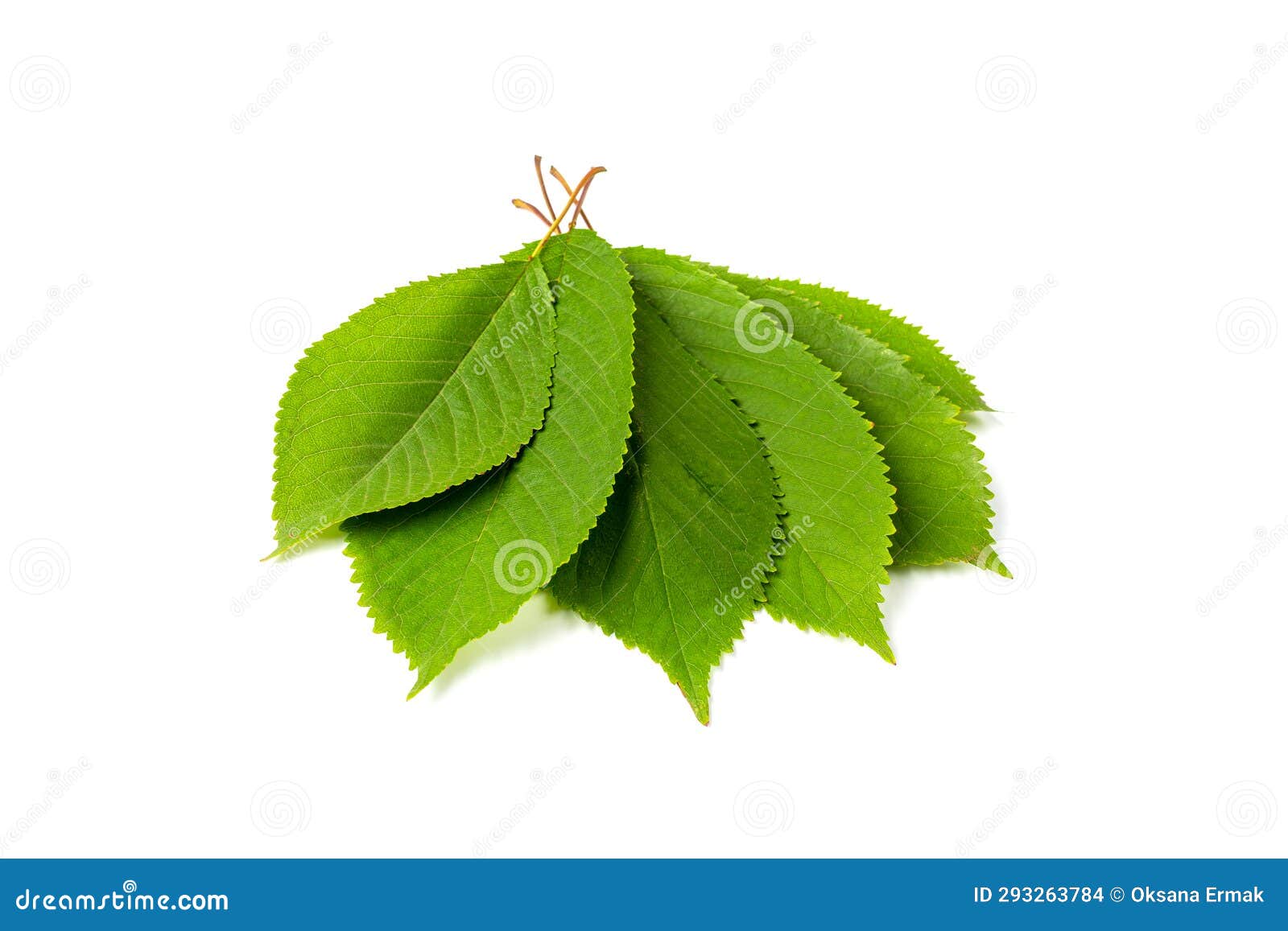Cherry Leaf Isolated, Green Fruit Leaves, Cherry Tree Leaf Stock Photo ...