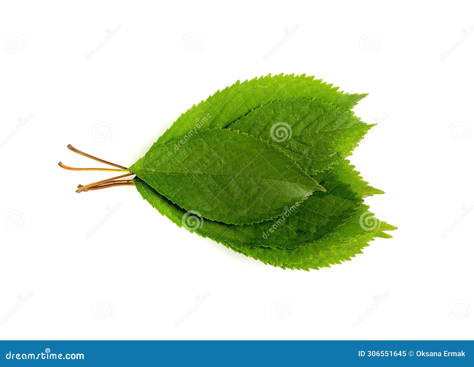 Cherry Leaf Isolated, Green Fruit Leaves, Cherry Tree Leaf Stock Image ...