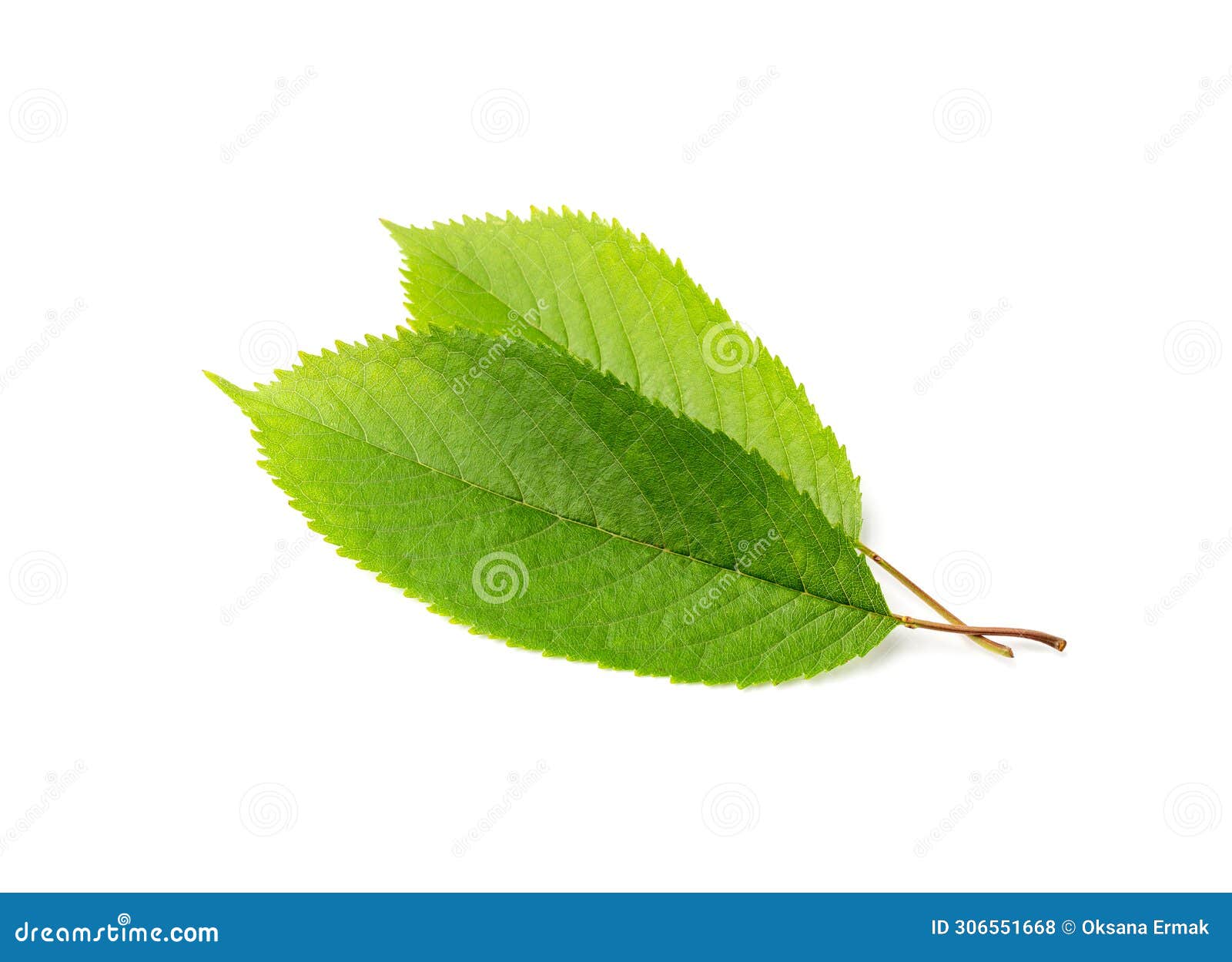 Cherry Leaf Isolated, Green Fruit Leaves, Cherry Tree Leaf Stock Photo ...