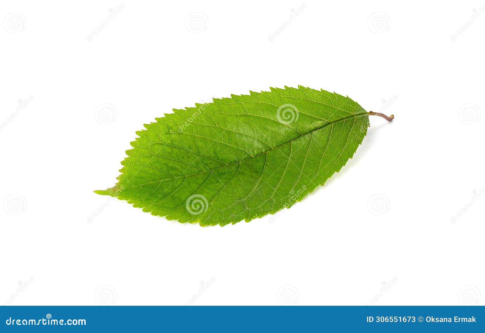 Cherry Leaf Isolated, Green Fruit Leaves, Cherry Tree Leaf Stock Image ...