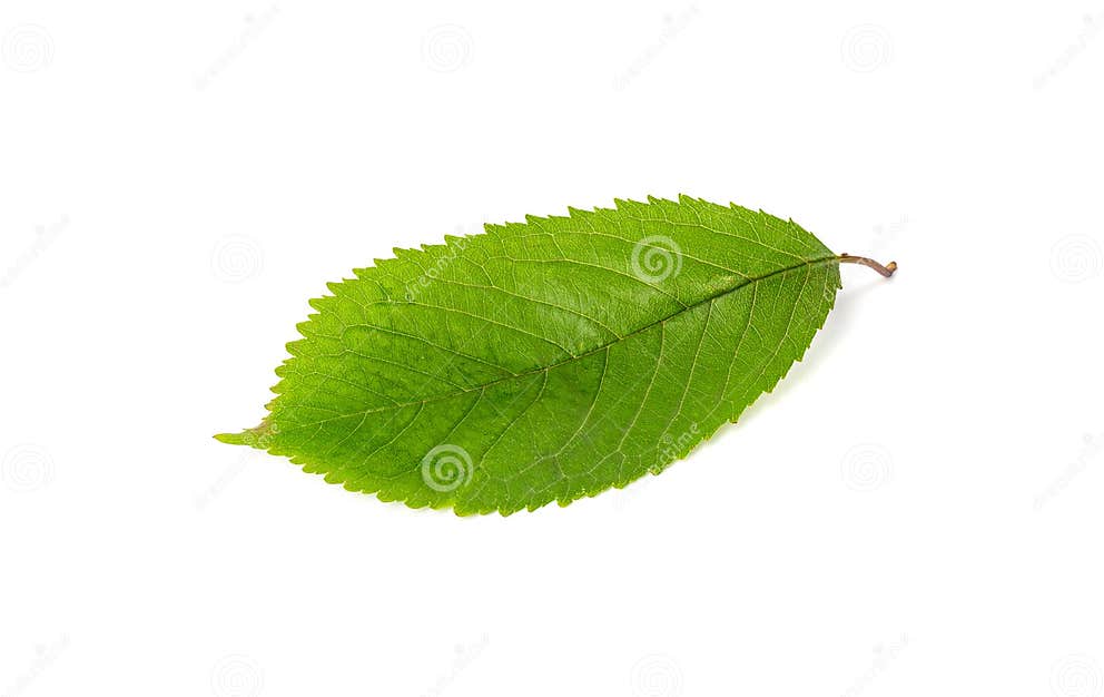 Cherry Leaf Isolated, Green Fruit Leaves, Cherry Tree Leaf Stock Image ...