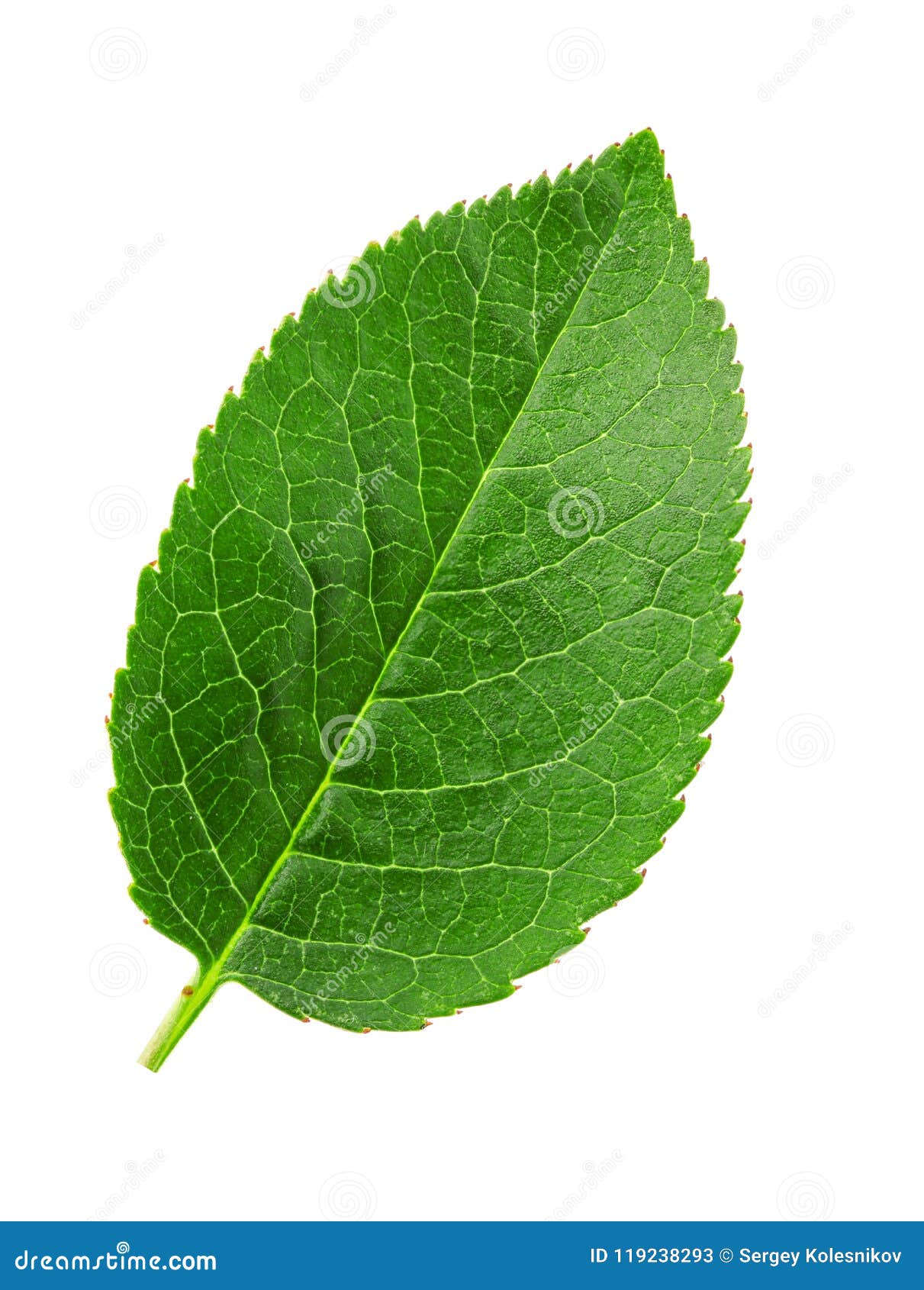 Cherry Leaf Isolated on White Background Macro Stock Image - Image of ...