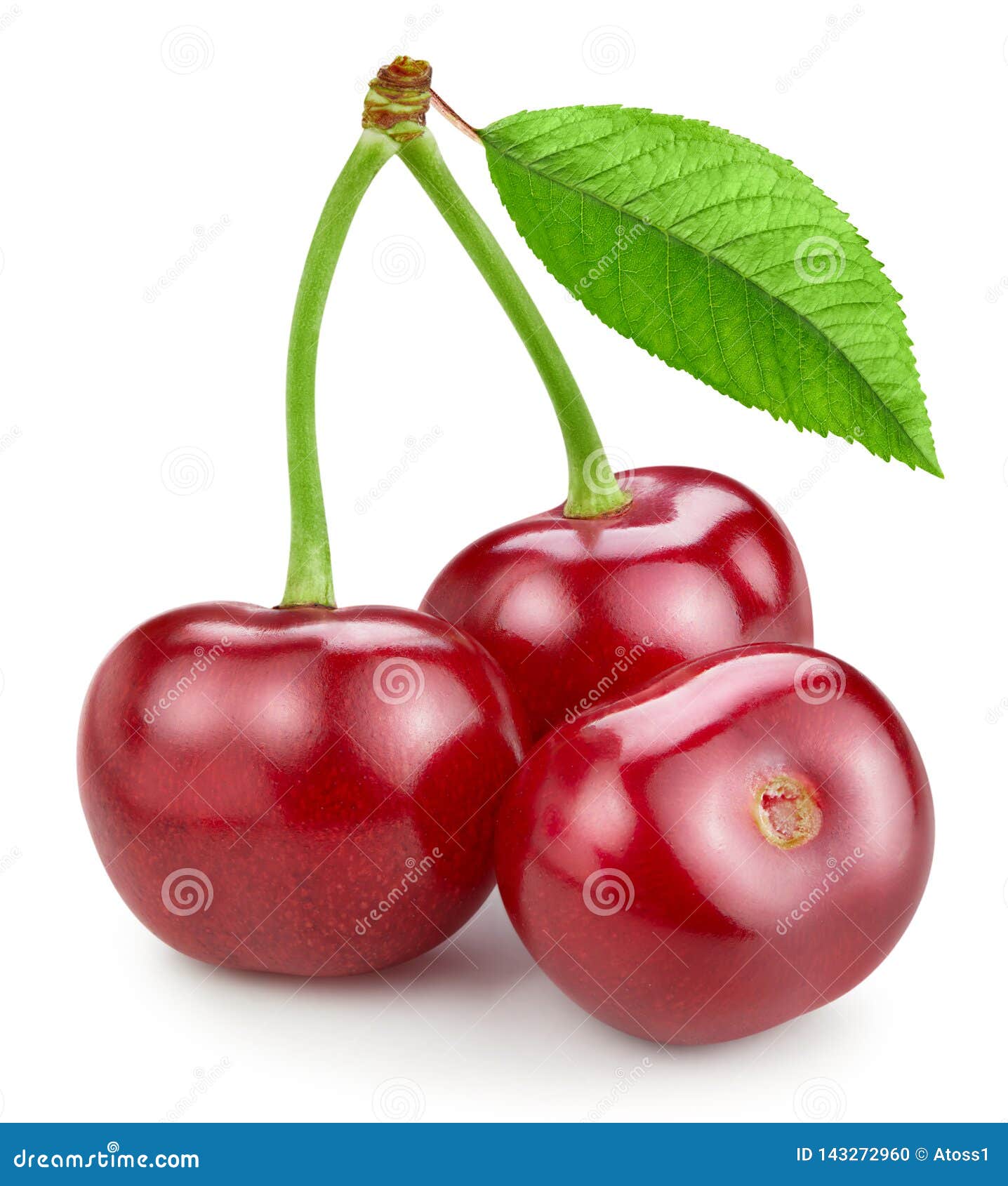 Cherry leaf isolated stock photo. Image of freshness - 143272960