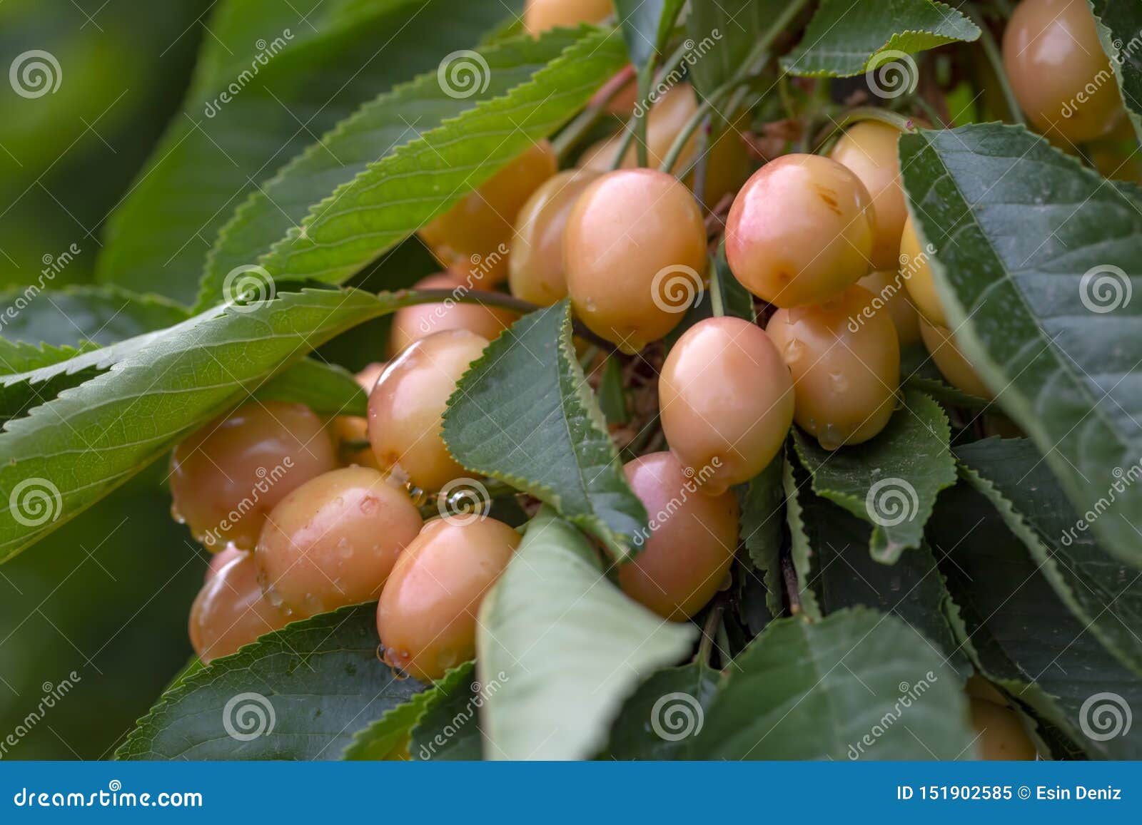 Cherry with Leaf and Stalk. Cherries with Leaves and Stalks Stock Image ...