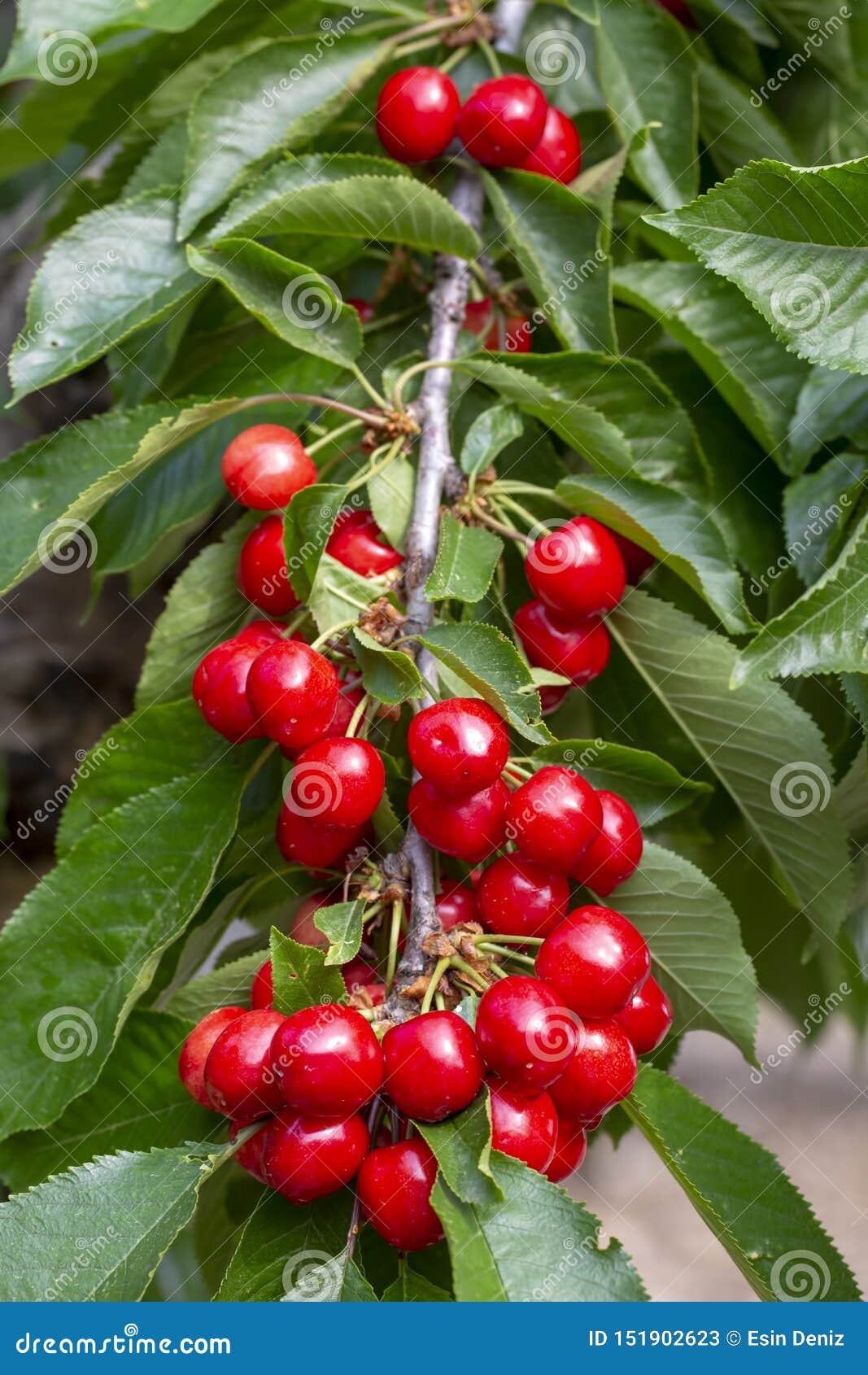 Cherry with Leaf and Stalk. Cherries with Leaves and Stalks Stock Image ...