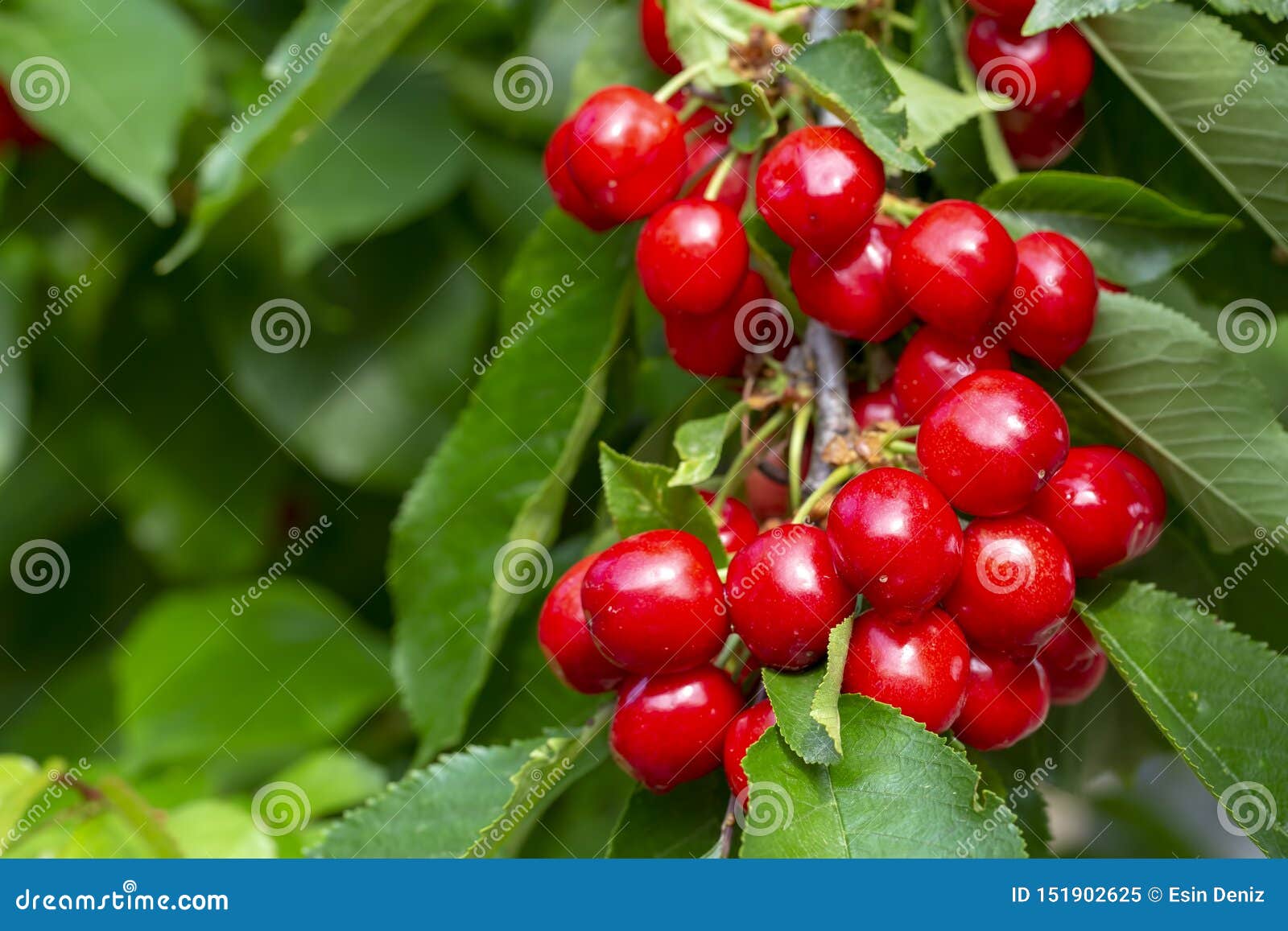 Cherry with Leaf and Stalk. Cherries with Leaves and Stalks Stock Image ...