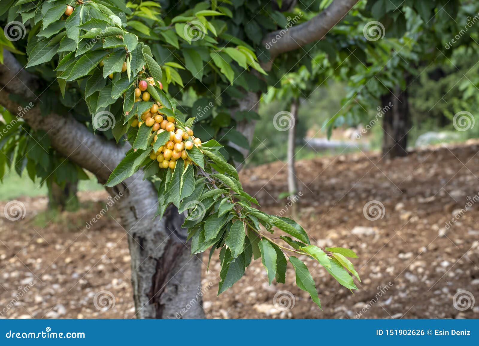 Cherry with Leaf and Stalk. Cherries with Leaves and Stalks Stock Photo ...