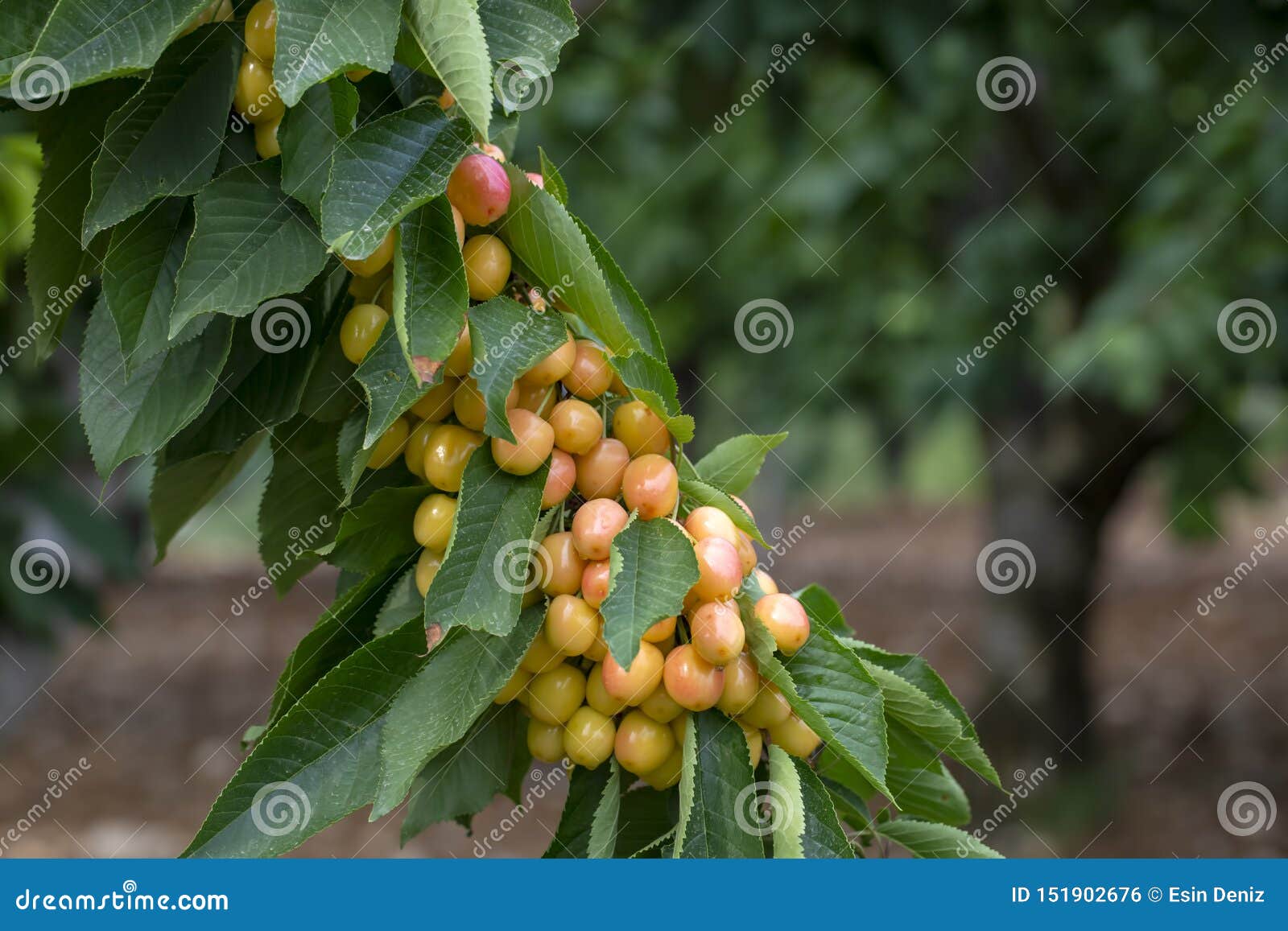 Cherry with Leaf and Stalk. Cherries with Leaves and Stalks Stock Photo ...