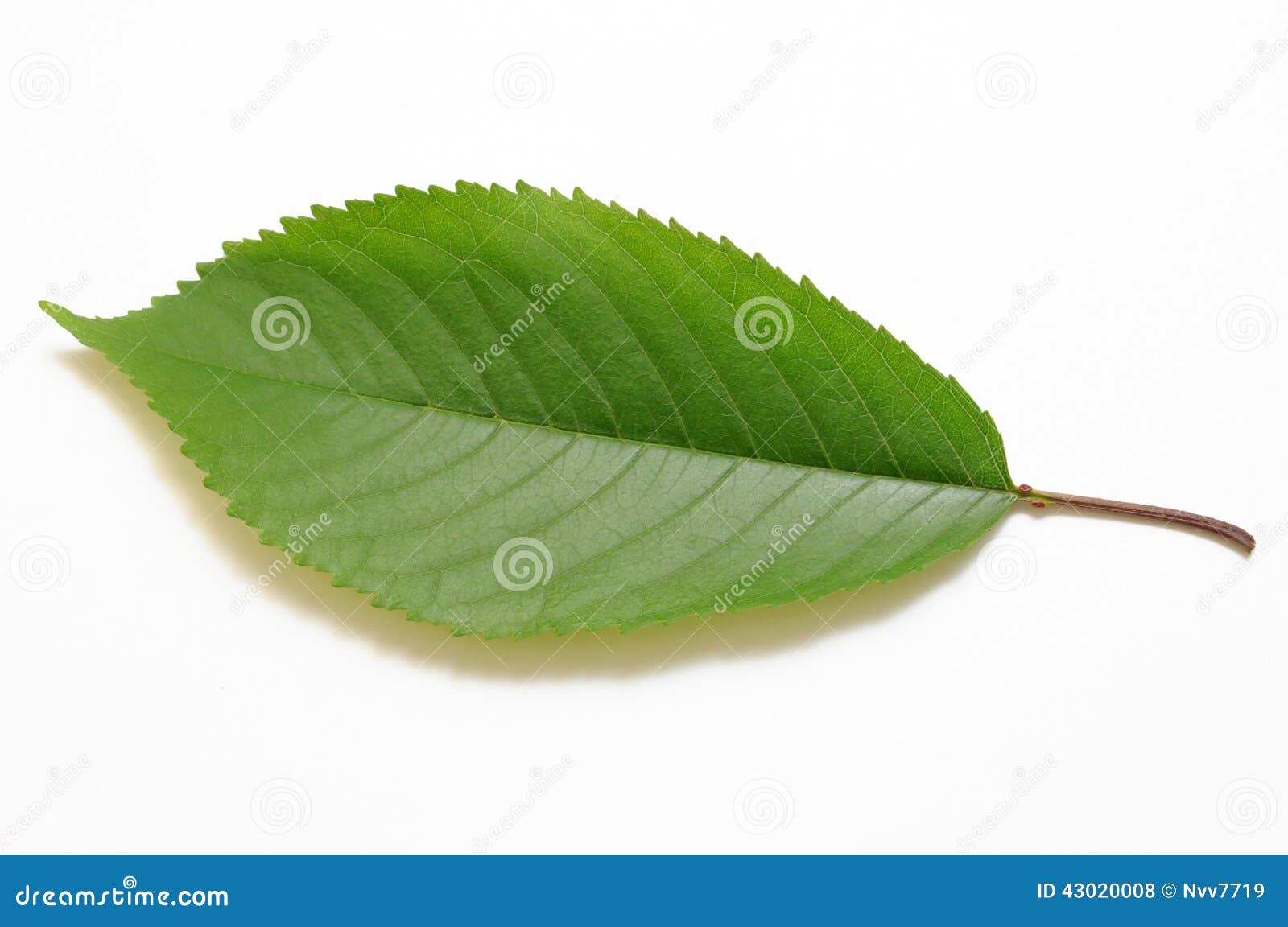Cherry leaf stock photo. Image of background, cherry - 43020008