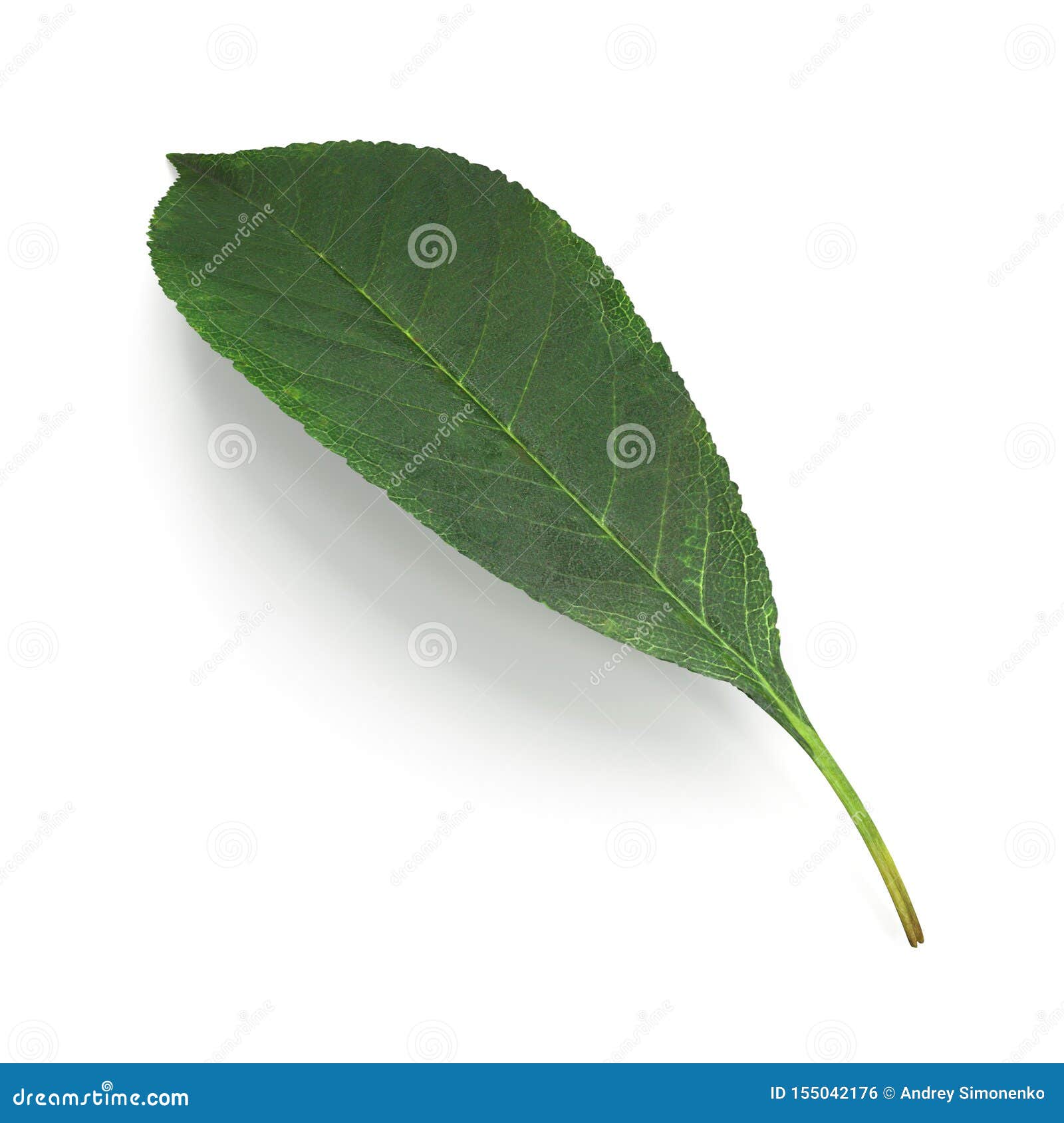 Cherry Leaf Isolated on White Background 3D Illustration Stock ...