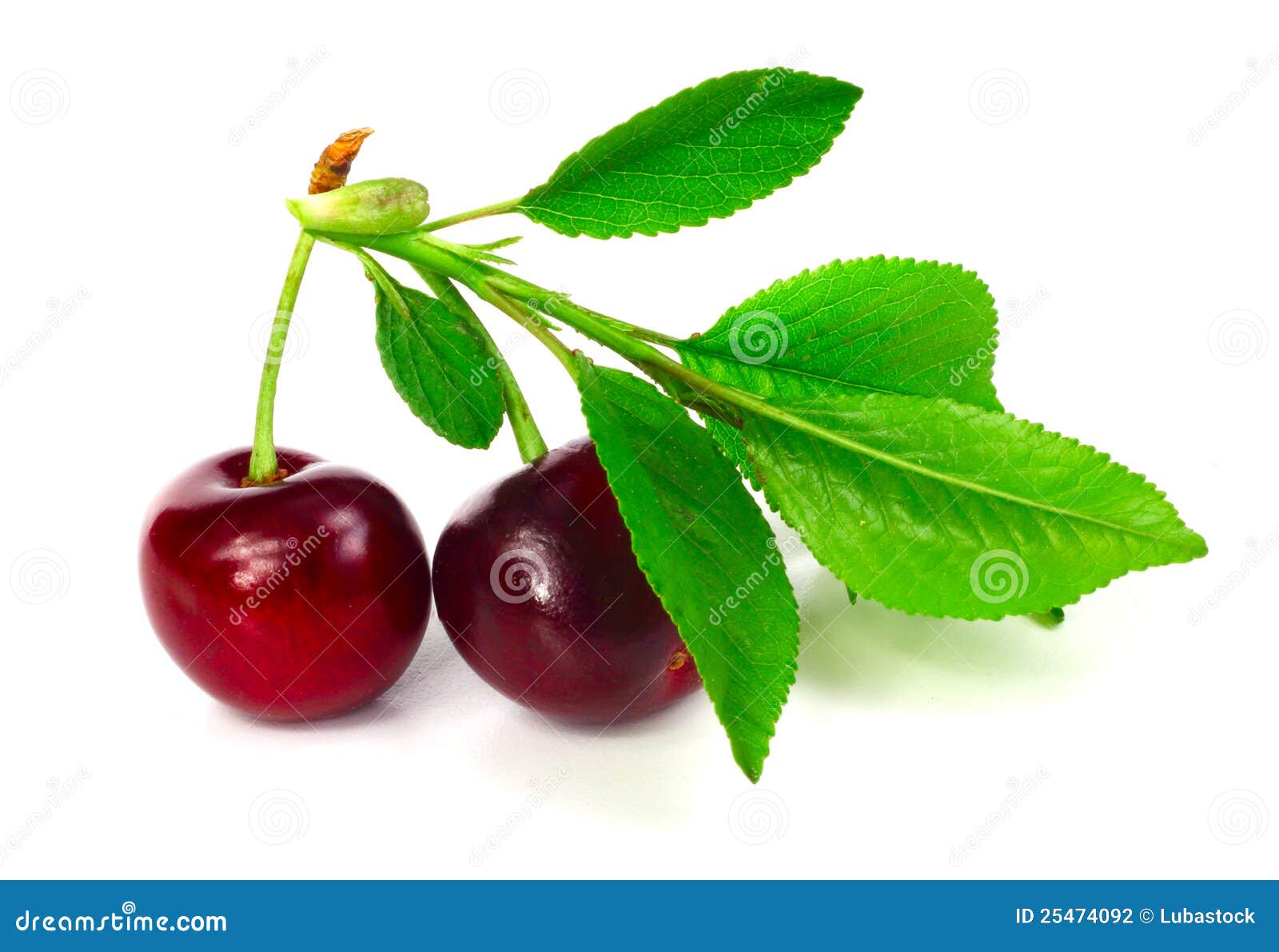 Cherry with leafs stock photo. Image of pink, agriculture - 25474092