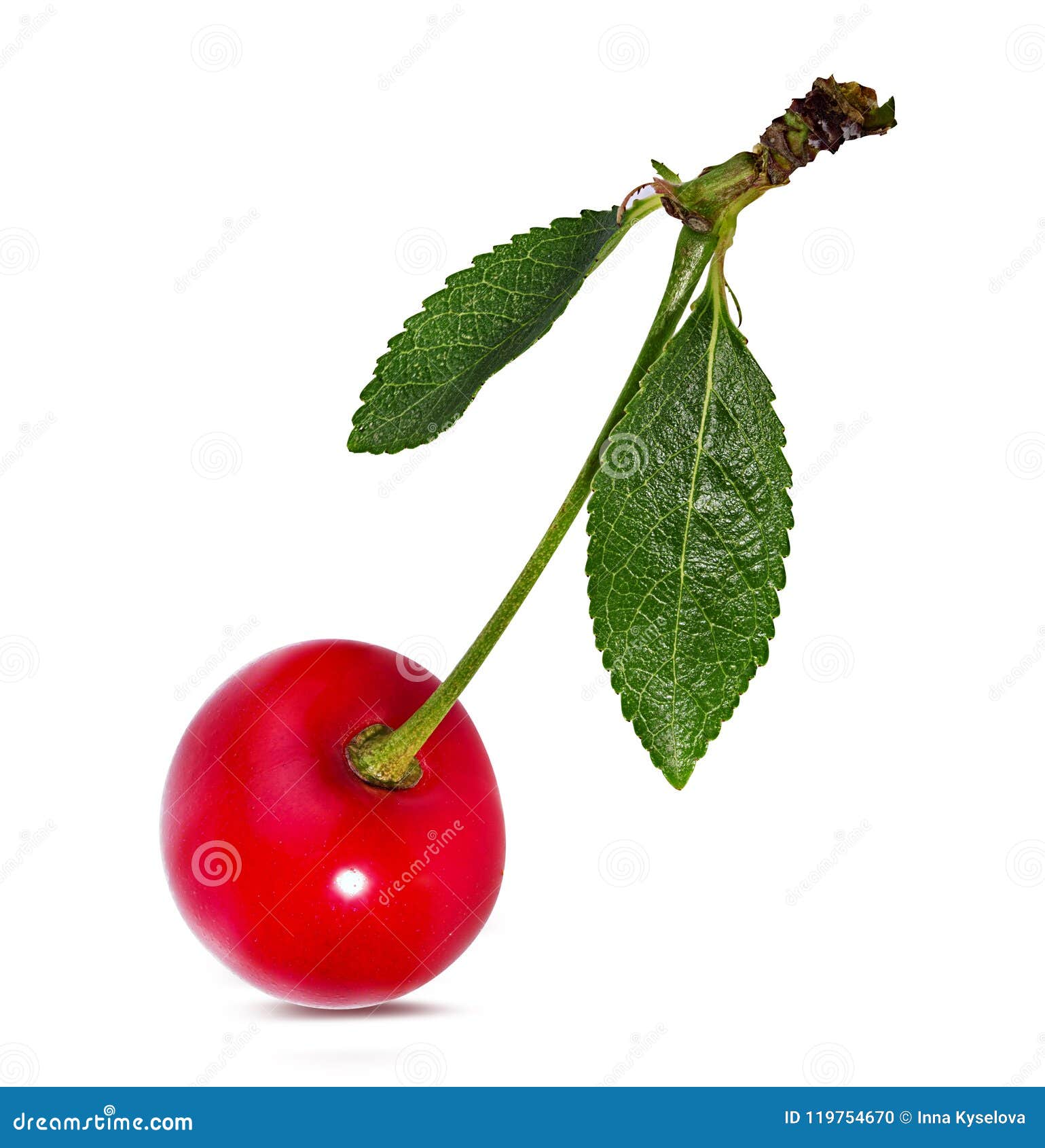 Cherry with Leafs Isolated on White Stock Photo - Image of stem ...