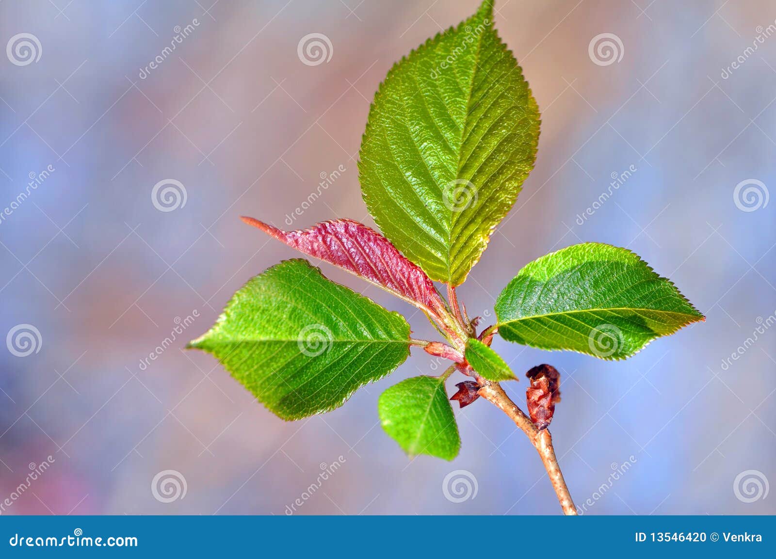 Cherry leaves stock photo. Image of leaves, green, leaf - 13546420
