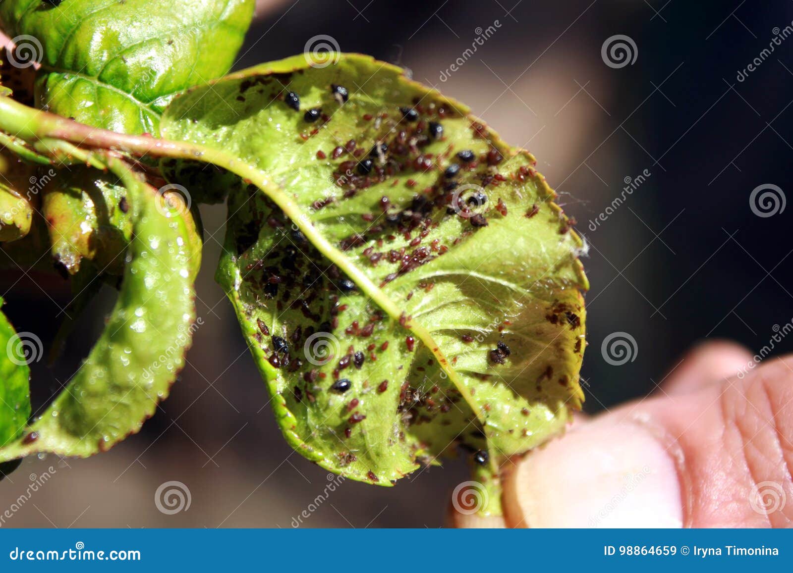 Cherry Leaves Affected by Aphids. Insect Pests on the Plant Stock Image ...