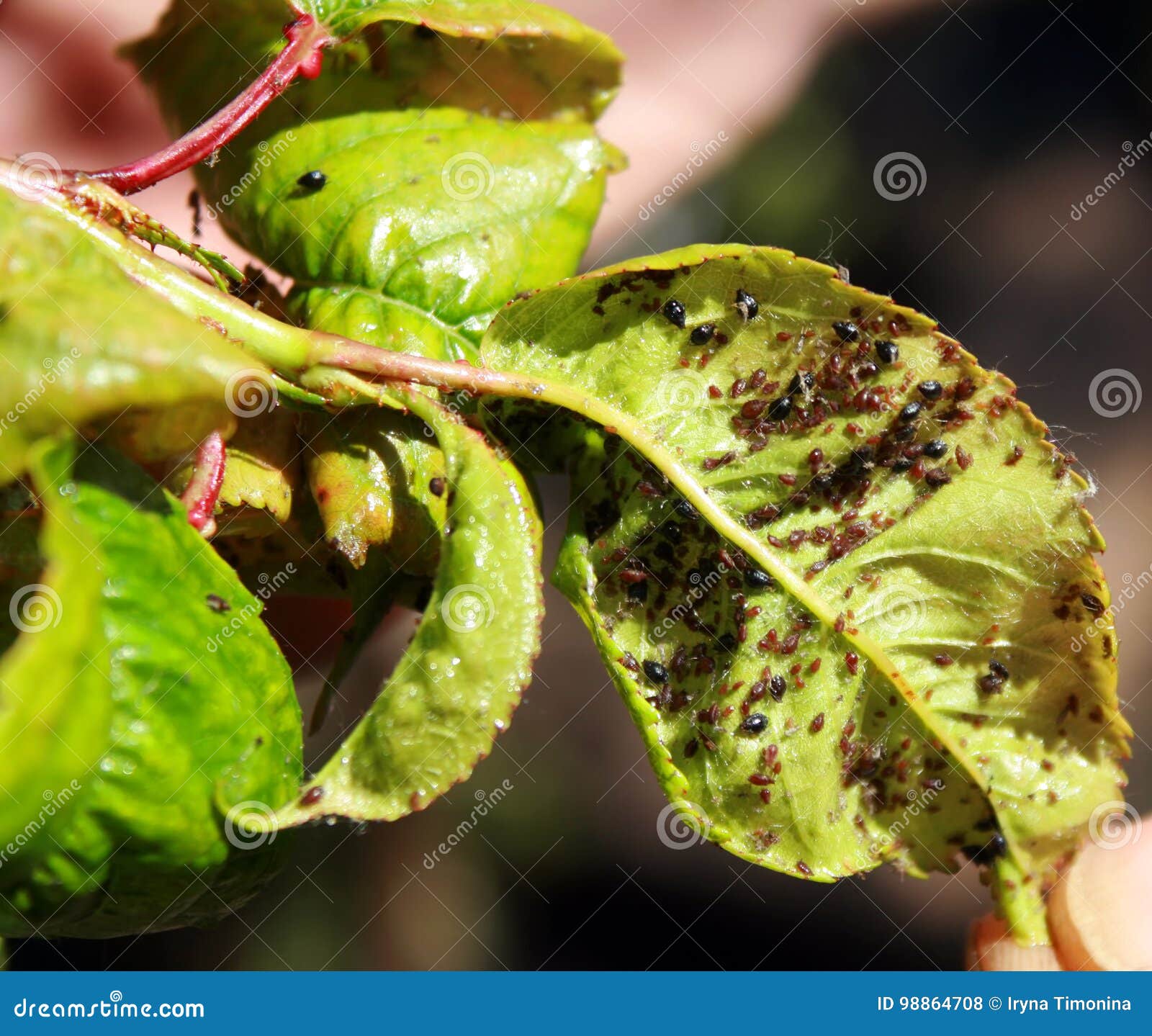 Cherry Leaves Affected by Aphids. Insect Pests on the Plant Stock Photo ...