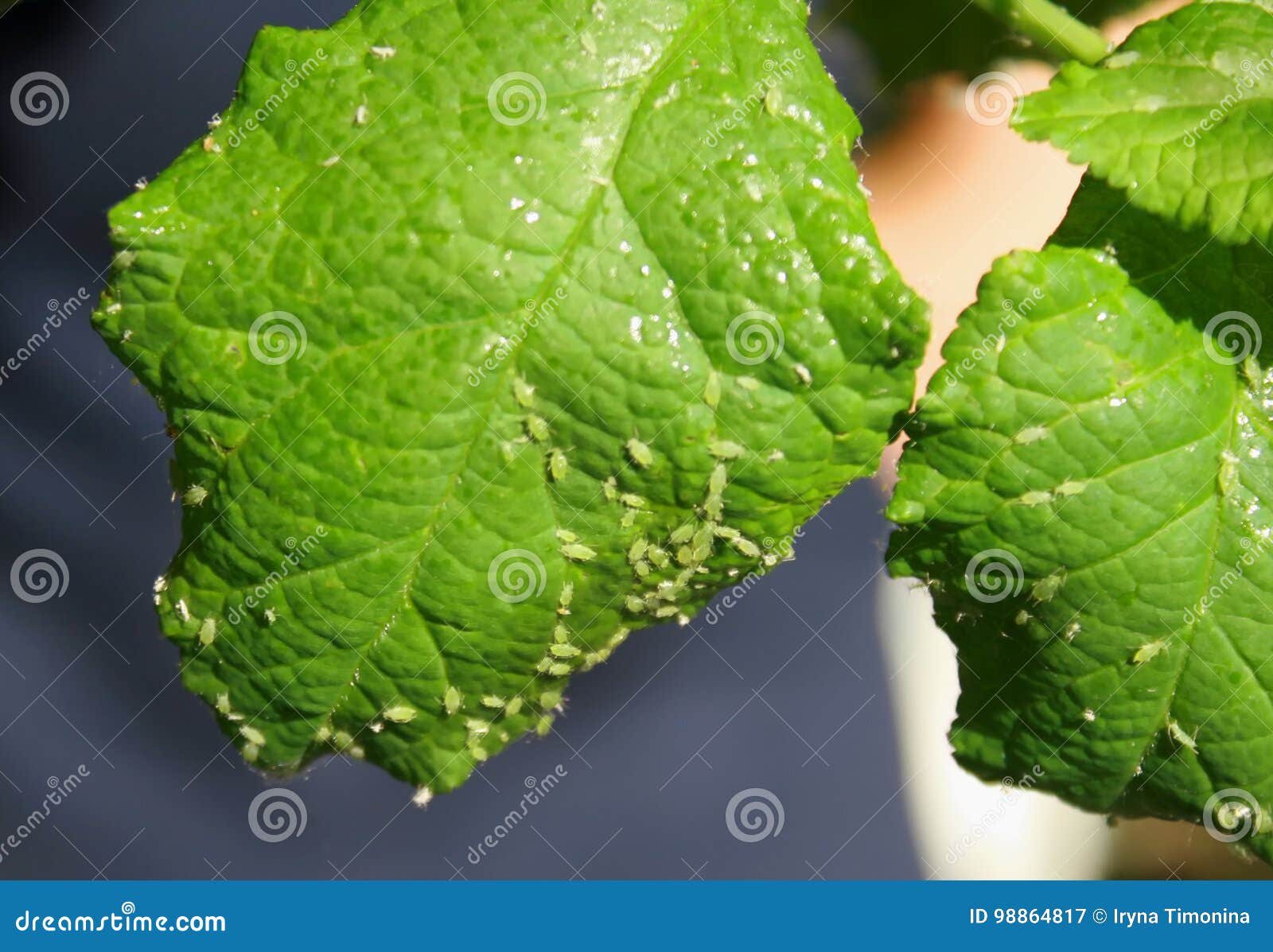 Cherry Leaves Affected by Aphids. Insect Pests on the Plant Stock Image ...