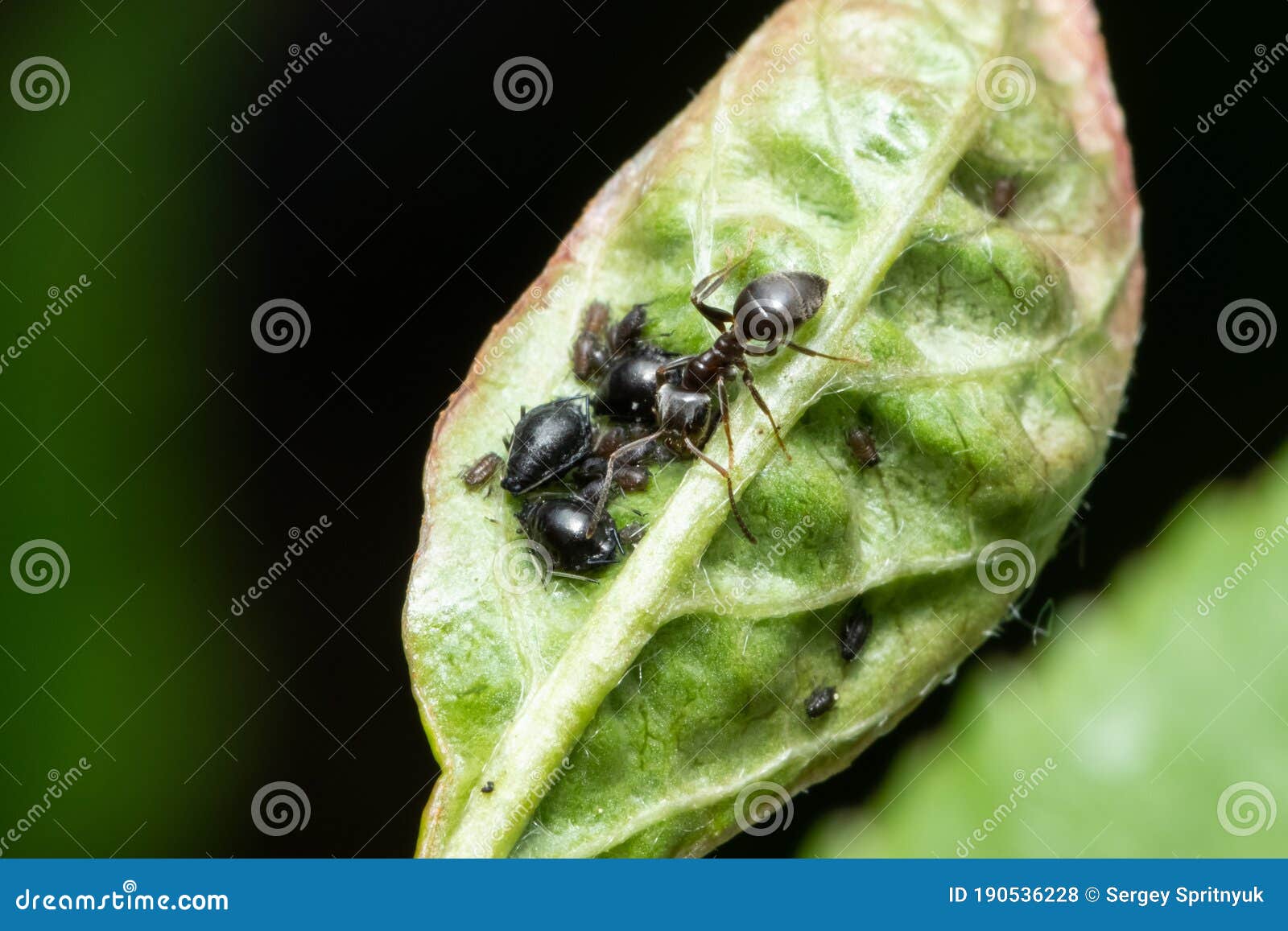 Cherry Leaves Affected by Aphids. Insect Pests on the Plant Stock Photo ...