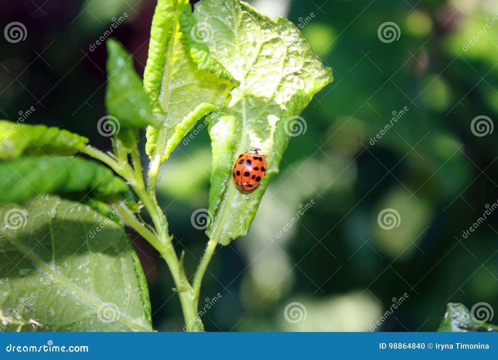 Cherry Leaves Affected by Aphids. Insect Pests on the Plant Stock Photo ...