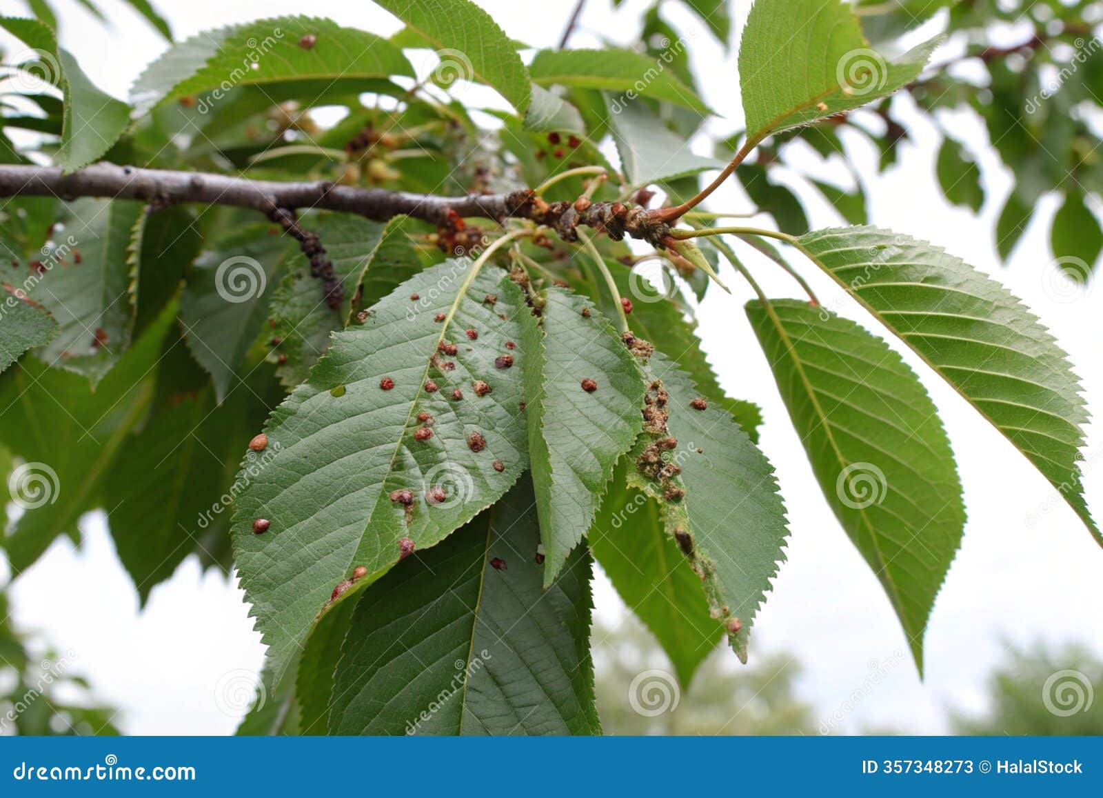 Cherry Leaves with Aphids - Insect Infestation Stock Illustration ...