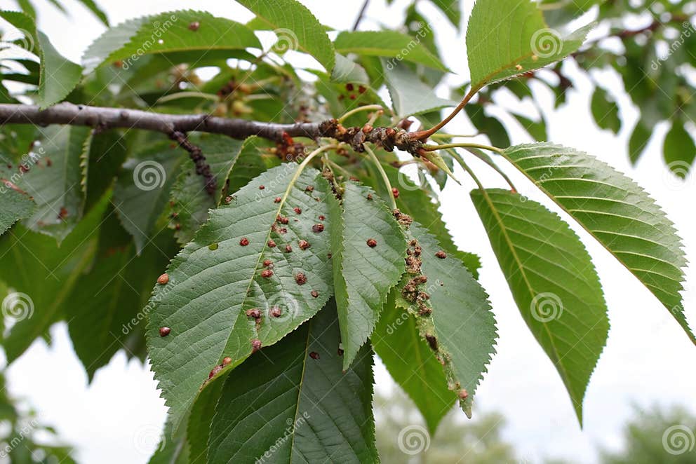 Cherry Leaves with Aphids - Insect Infestation Stock Illustration ...