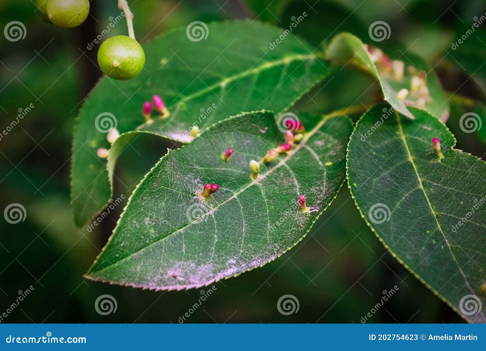 Cherry Leaves Covered in Small Gall Growths Stock Image - Image of ...