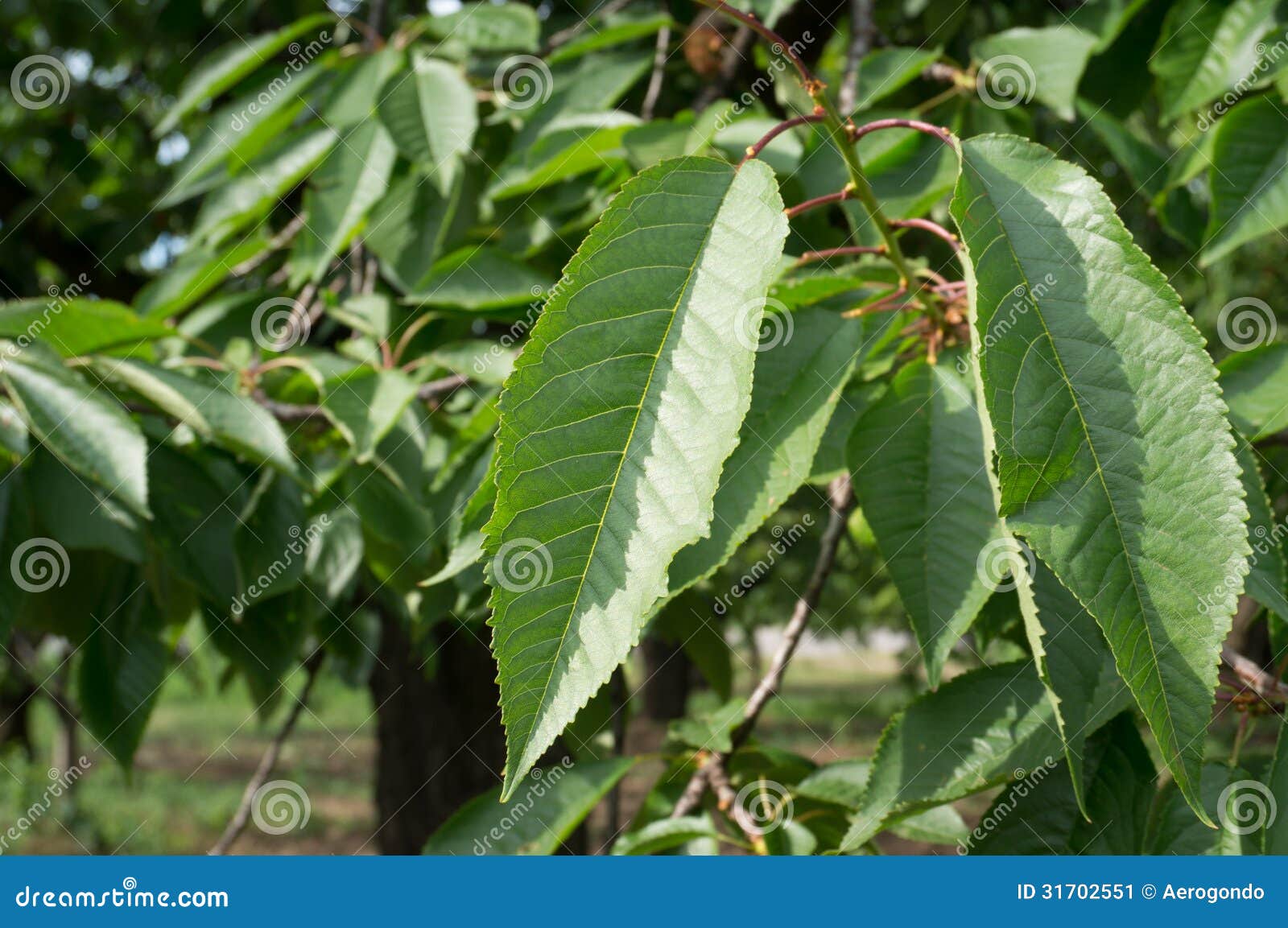 Cherry leaves stock image. Image of macro, healthy, sunny - 31702551