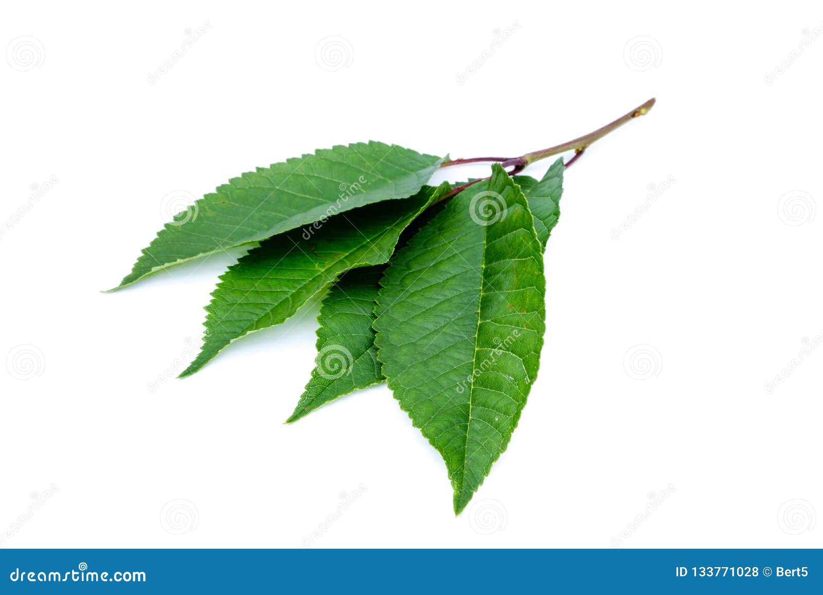 Red Cherry With Leaves And Water Splash Stock Image | CartoonDealer.com ...