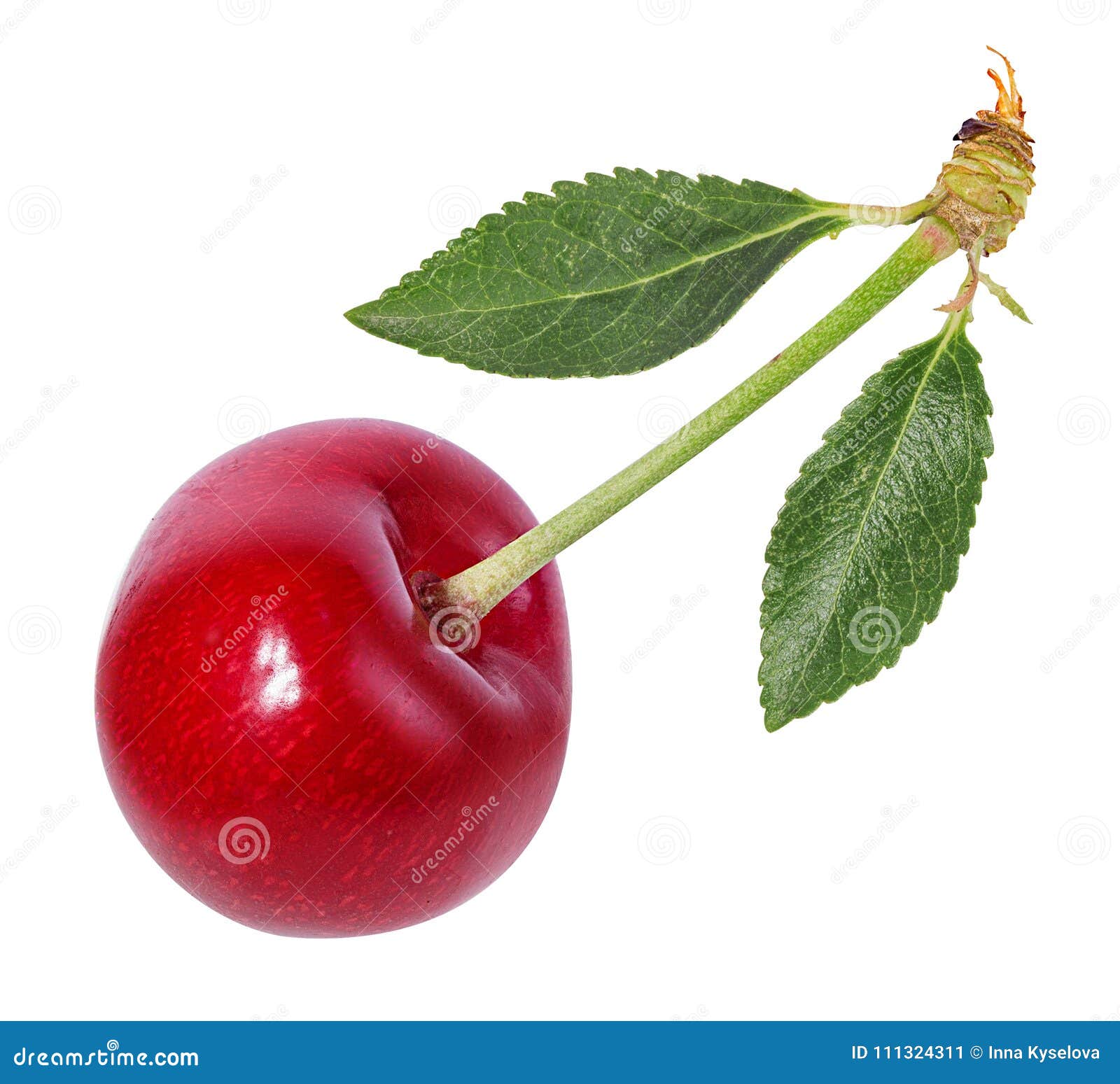 Cherry with Leaves Isolated on White Stock Image - Image of delicious ...