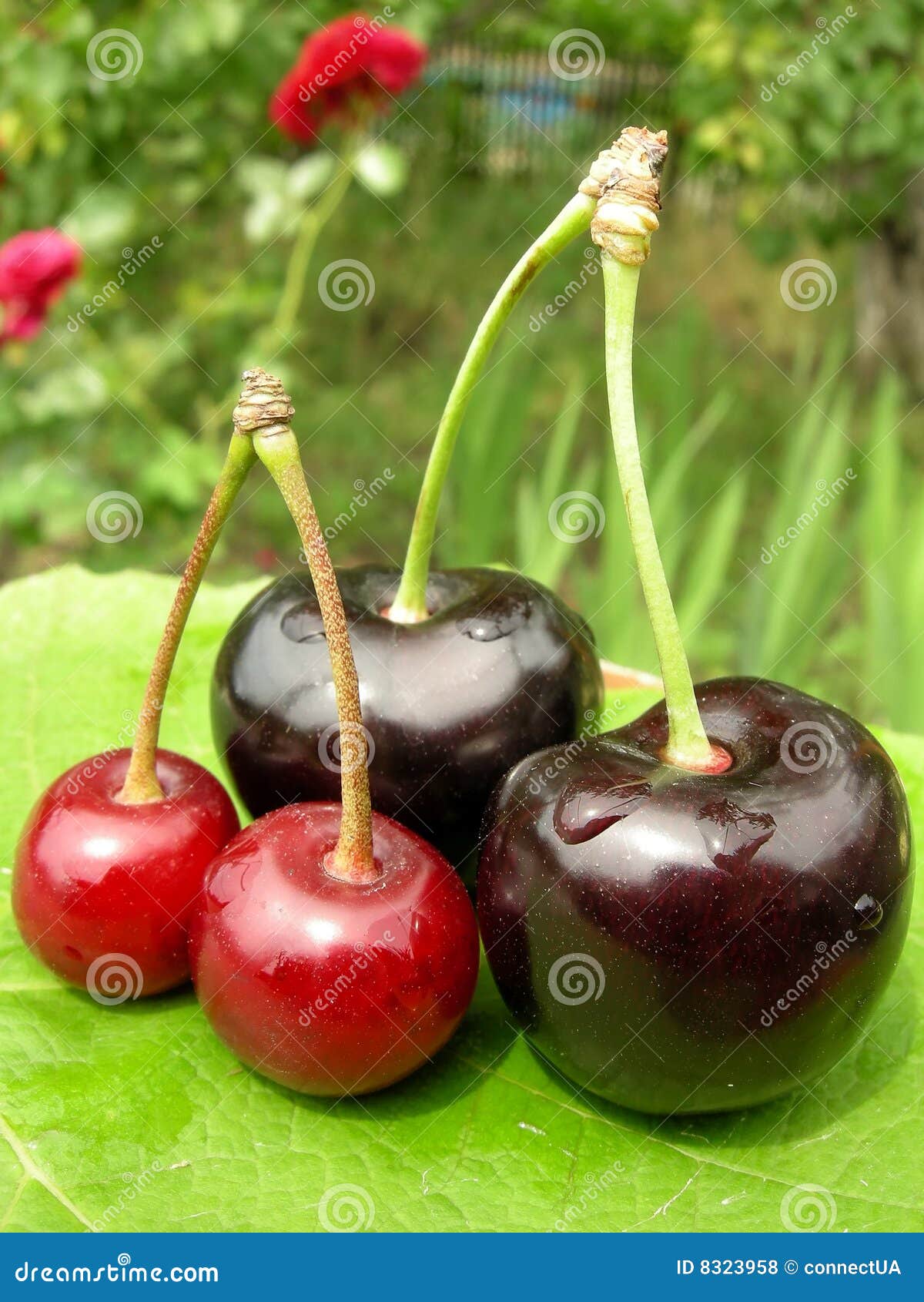 Cherry and merry stock photo. Image of group, eating, temptation - 8323958