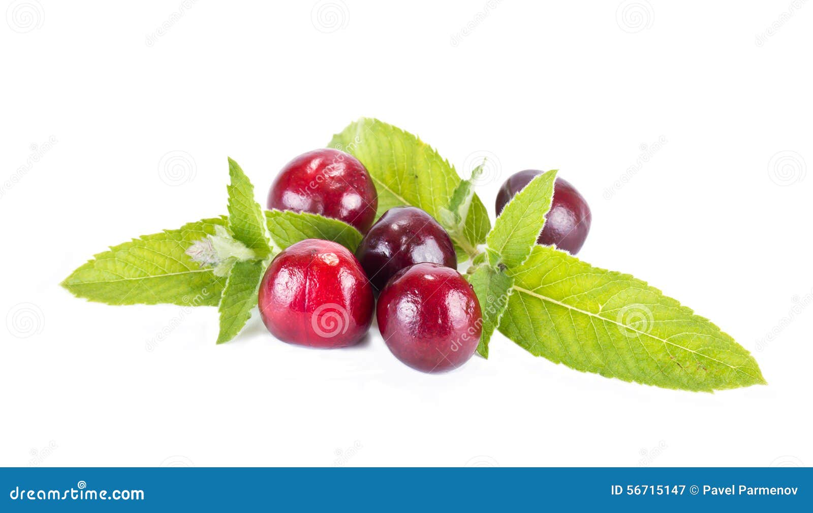 Cherry and mint leaves stock image. Image of color, flora - 56715147