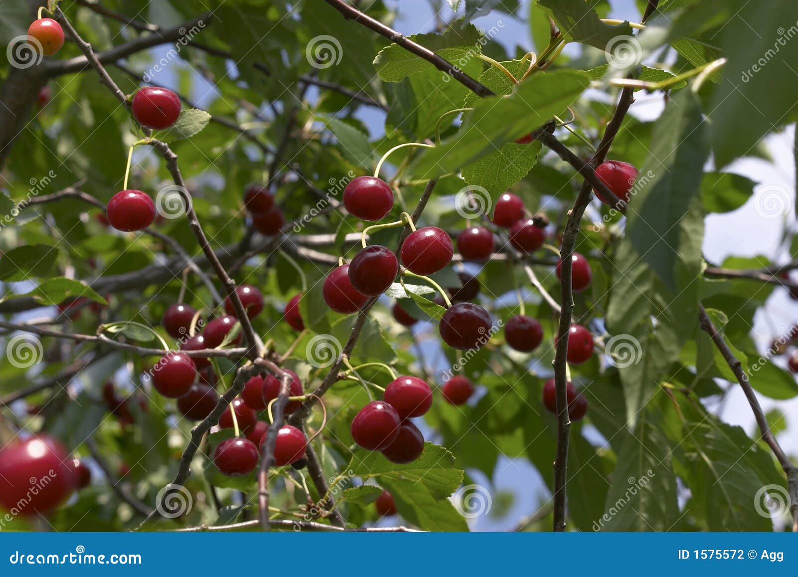 Cherry orchard stock photo. Image of fruit, flora, green - 1575572
