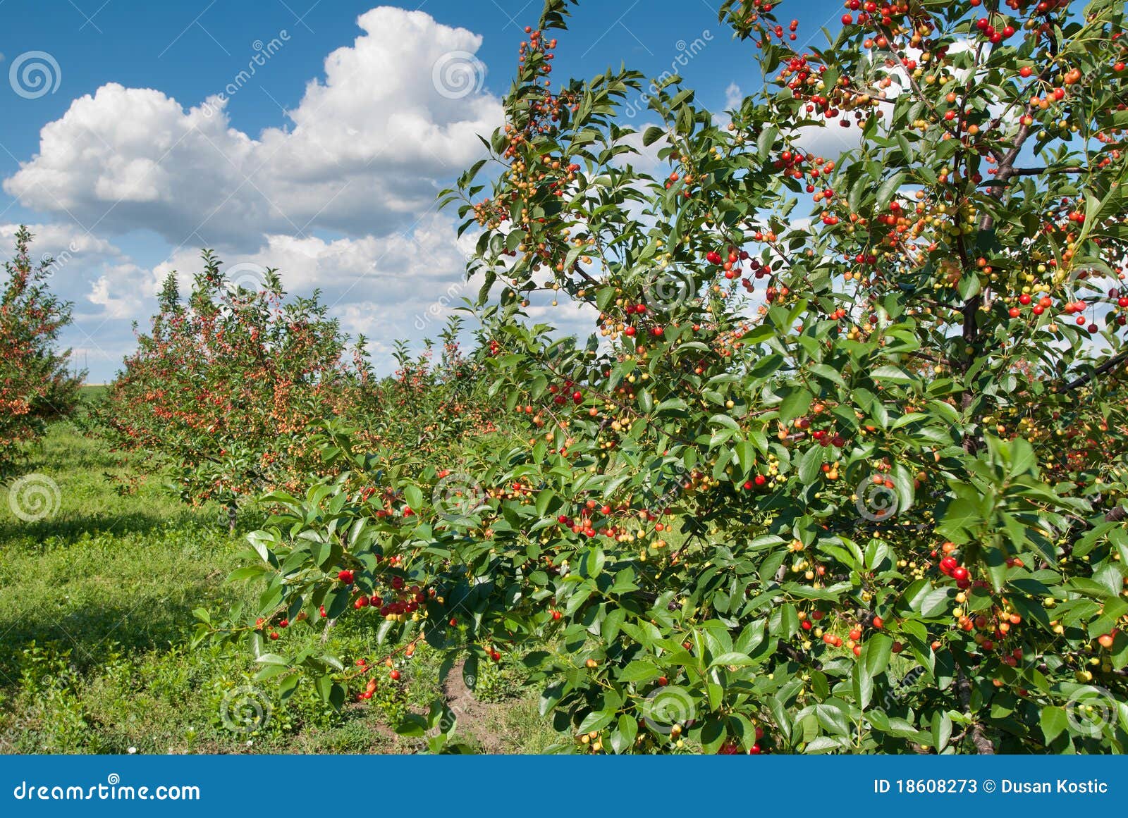 Cherry orchard stock image. Image of ripe, hanging, orchard - 18608273
