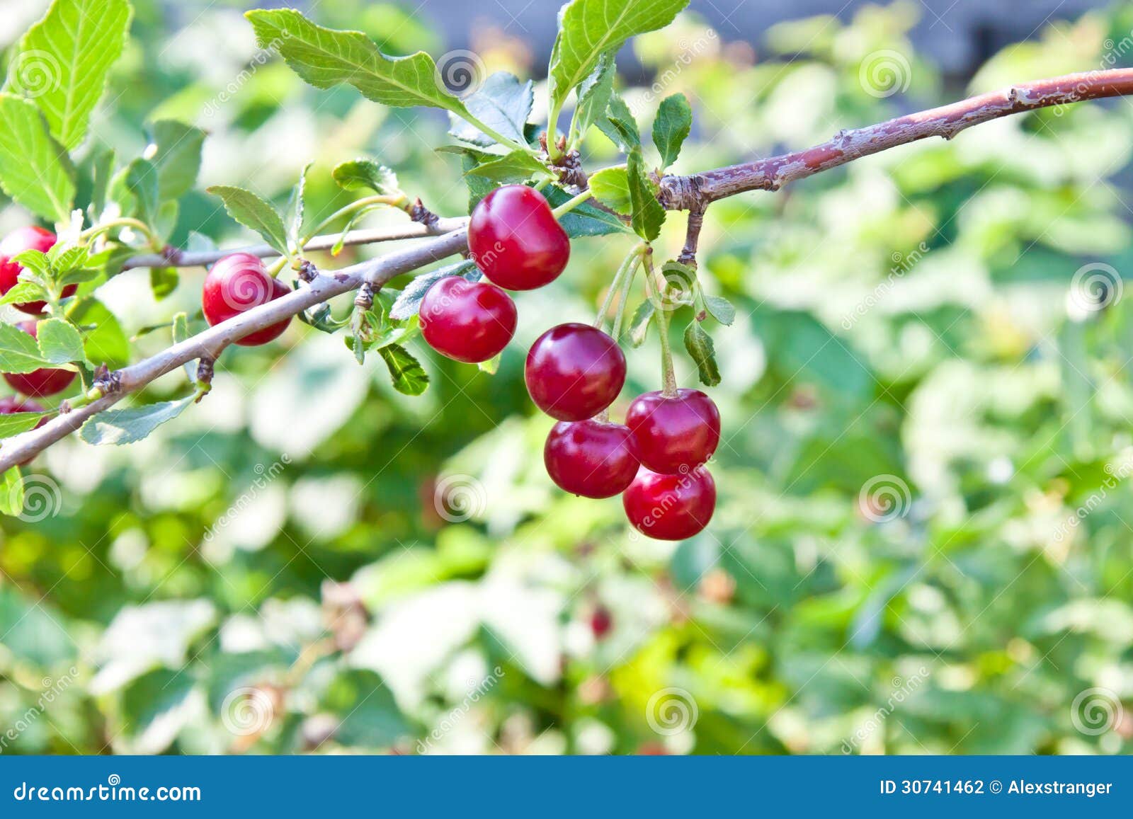 Cherry Orchard stock foto. Image of vrucht, nagerecht - 30741462