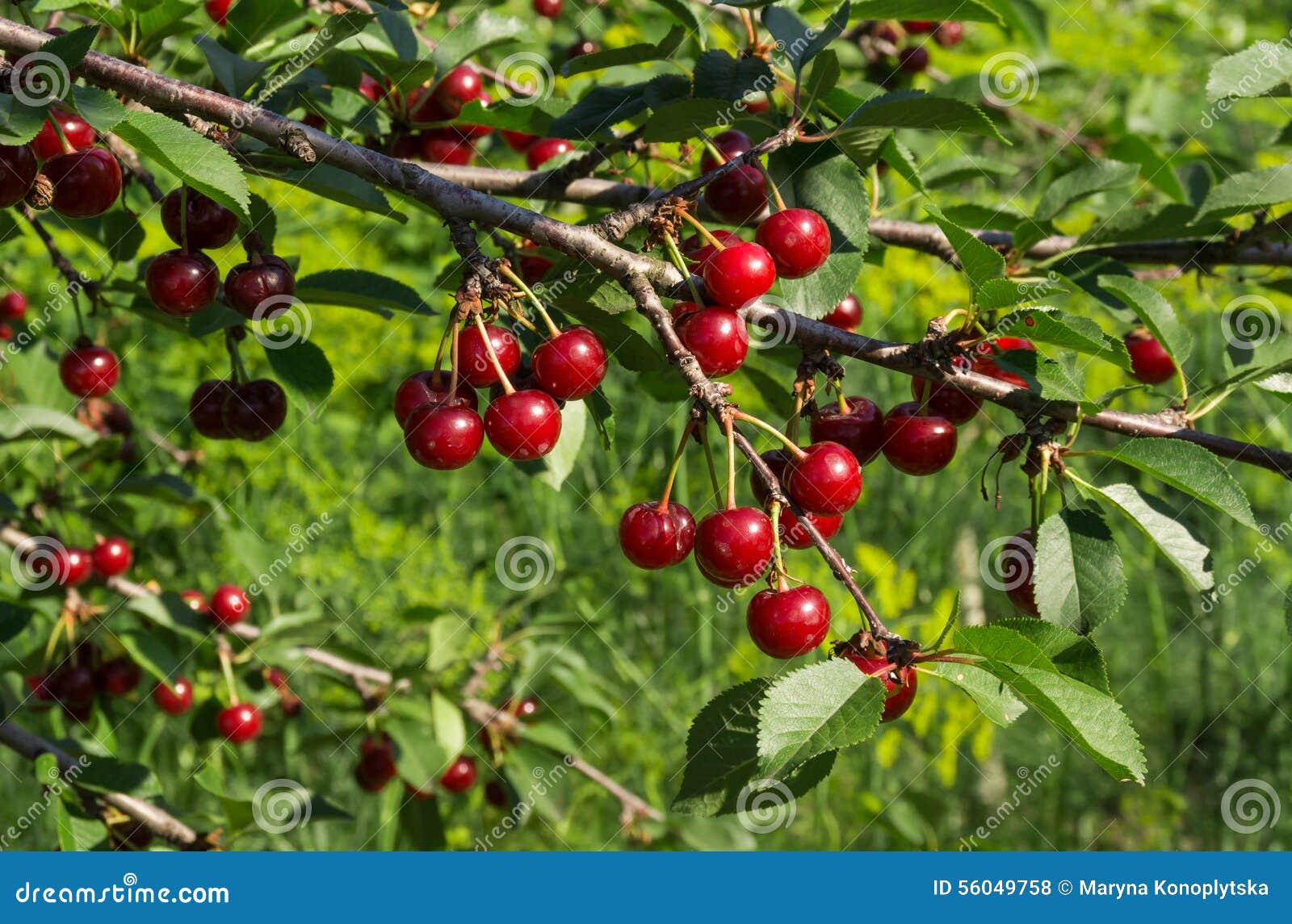 Cherry Orchard stock foto. Image of smaak, voedsel, heerlijk - 56049758