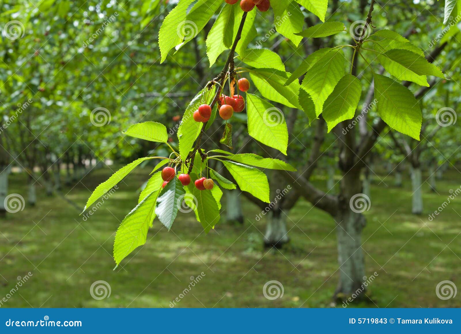 Cherry orchard stock image. Image of green, sunlight, nature - 5719843