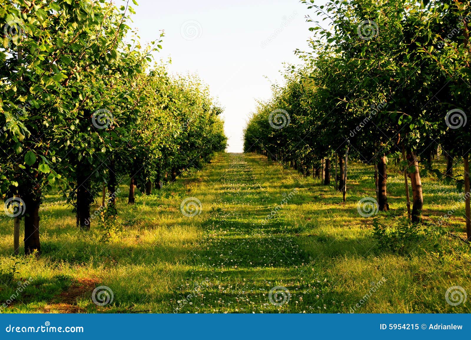 Cherry orchard stock image. Image of distant, distance - 5954215