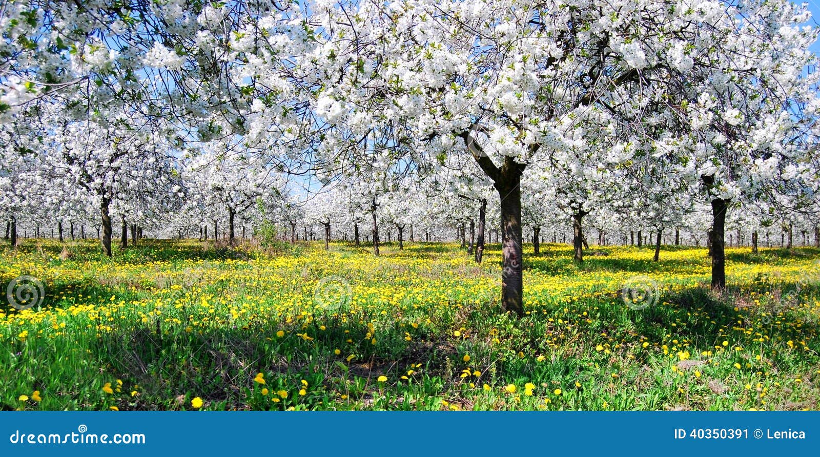 Cherry orchard stock image. Image of garden, spring, blossoming - 40350391